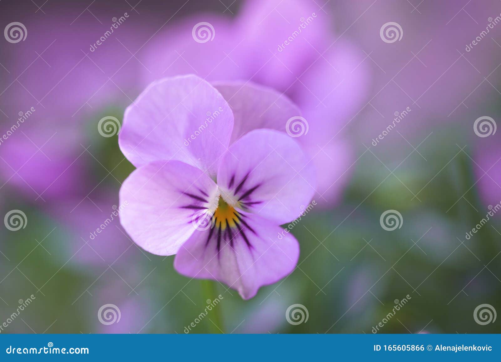 Purple Viola flower stock photo. Image of details, viola - 165605866
