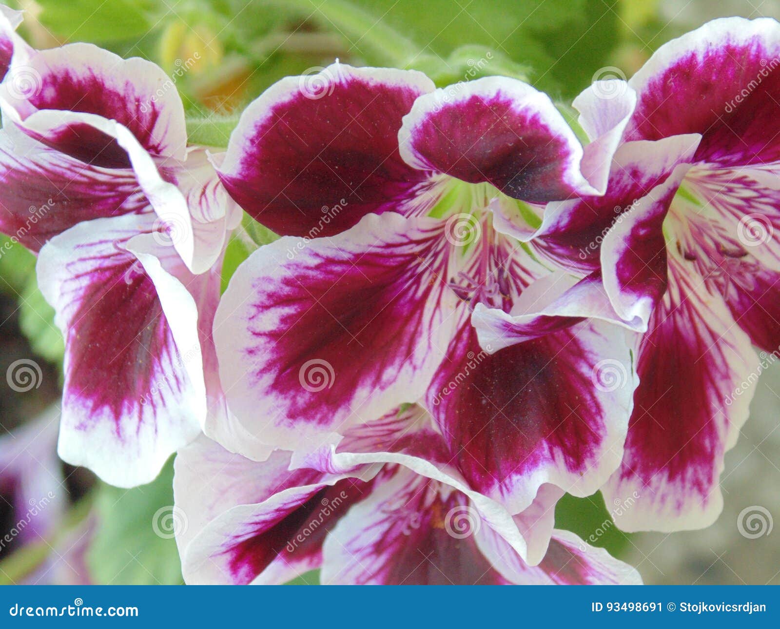 Purple viola flowers stock image. Image of leaf, beautiful - 93498691