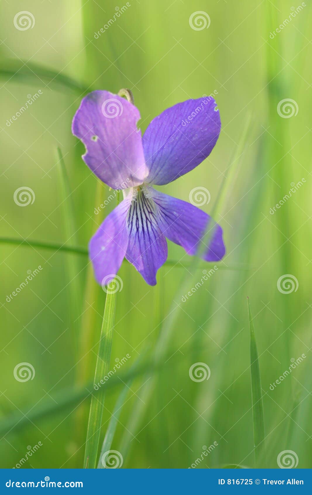 Purple Violet stock image. Image of beautiful, plants, purple - 816725