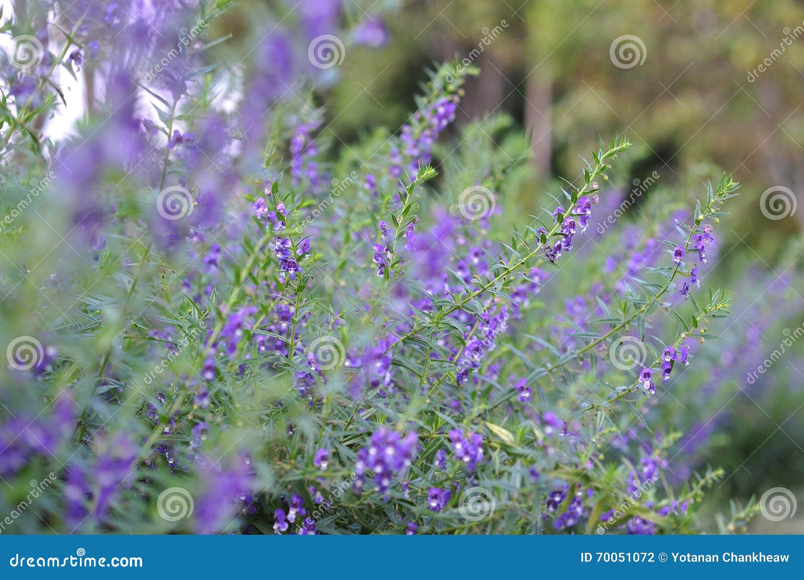 Purple Violet Blue Flower in the Garden Stock Photo - Image of herb ...