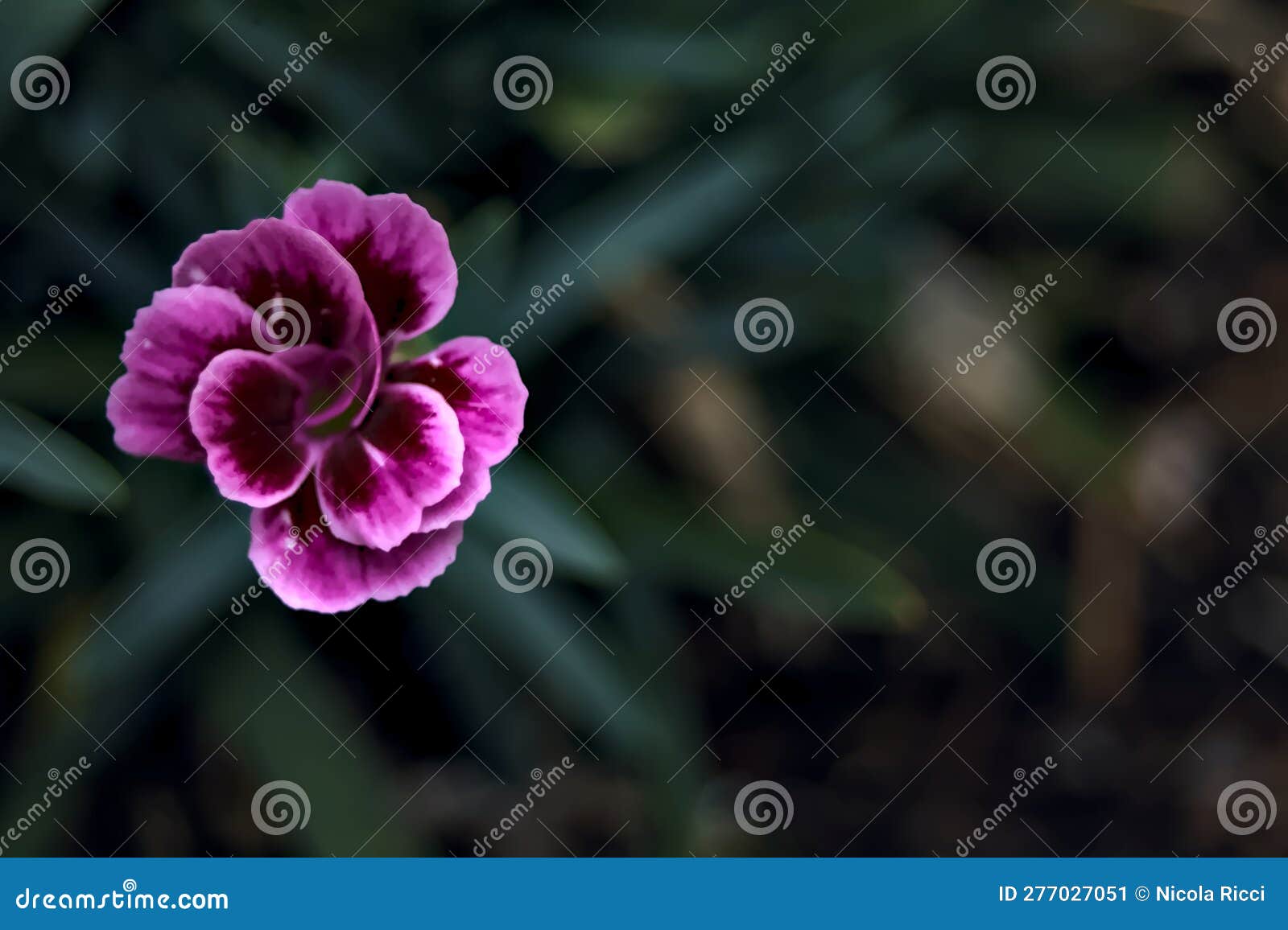 Purple and Violet Carnations in Bloom Seen Up Close Stock Image - Image ...