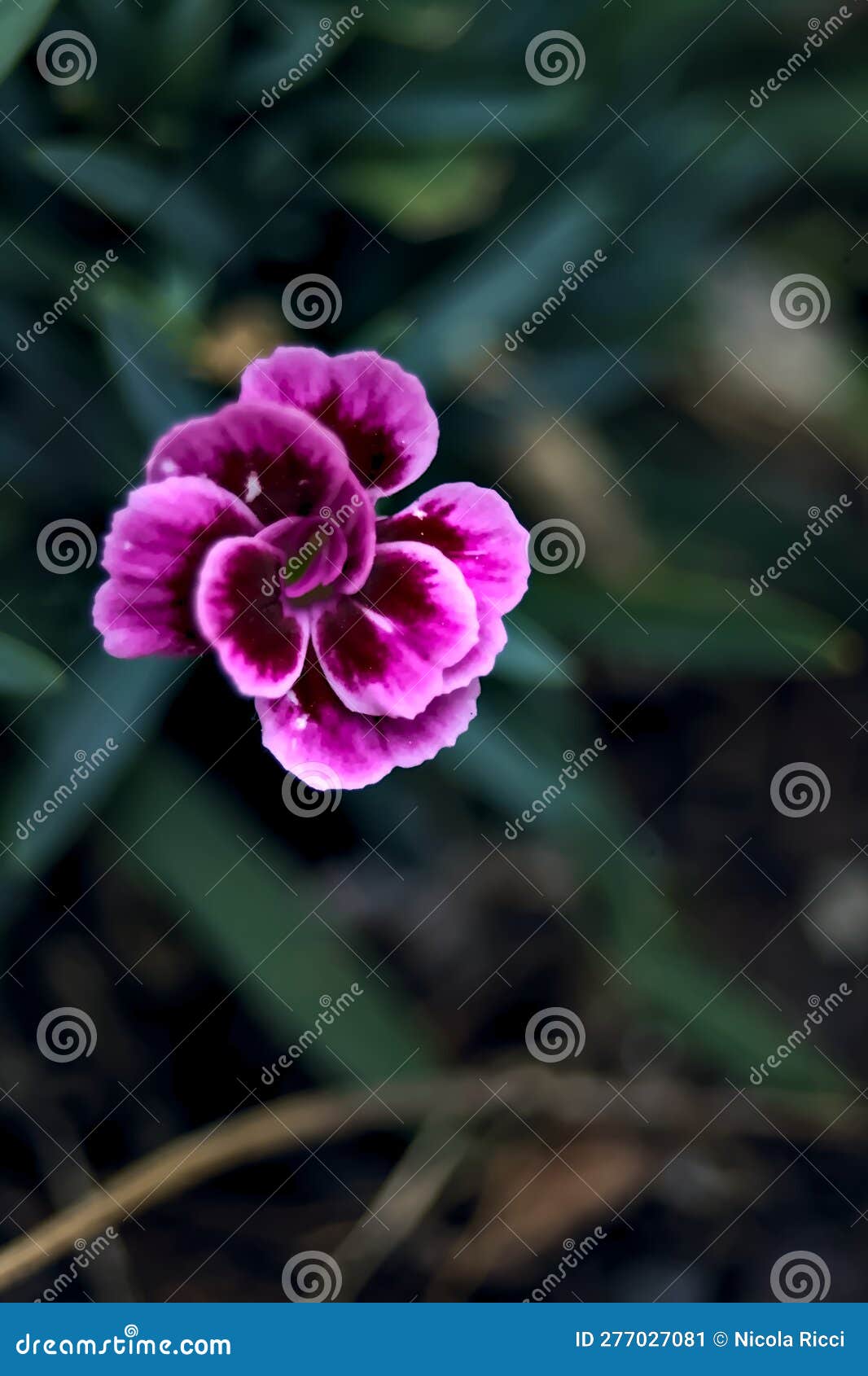 Purple and Violet Carnations in Bloom Seen Up Close Stock Image - Image ...