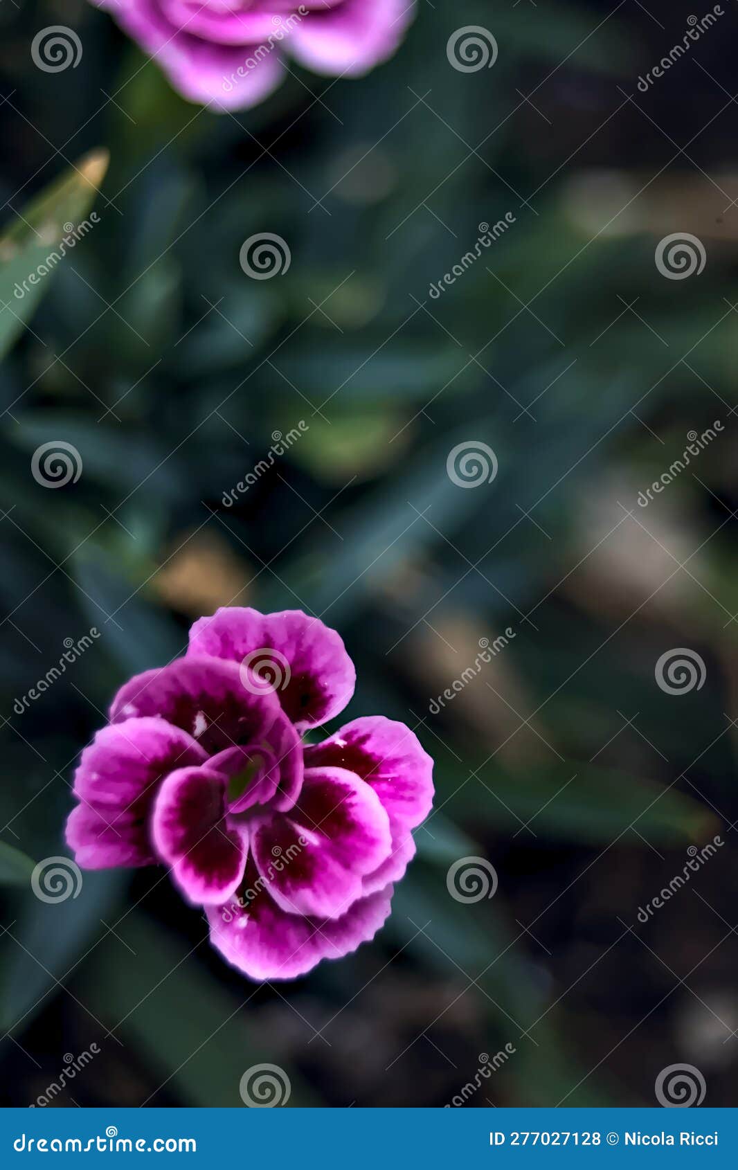 Purple and Violet Carnations in Bloom Seen Up Close Stock Photo - Image ...