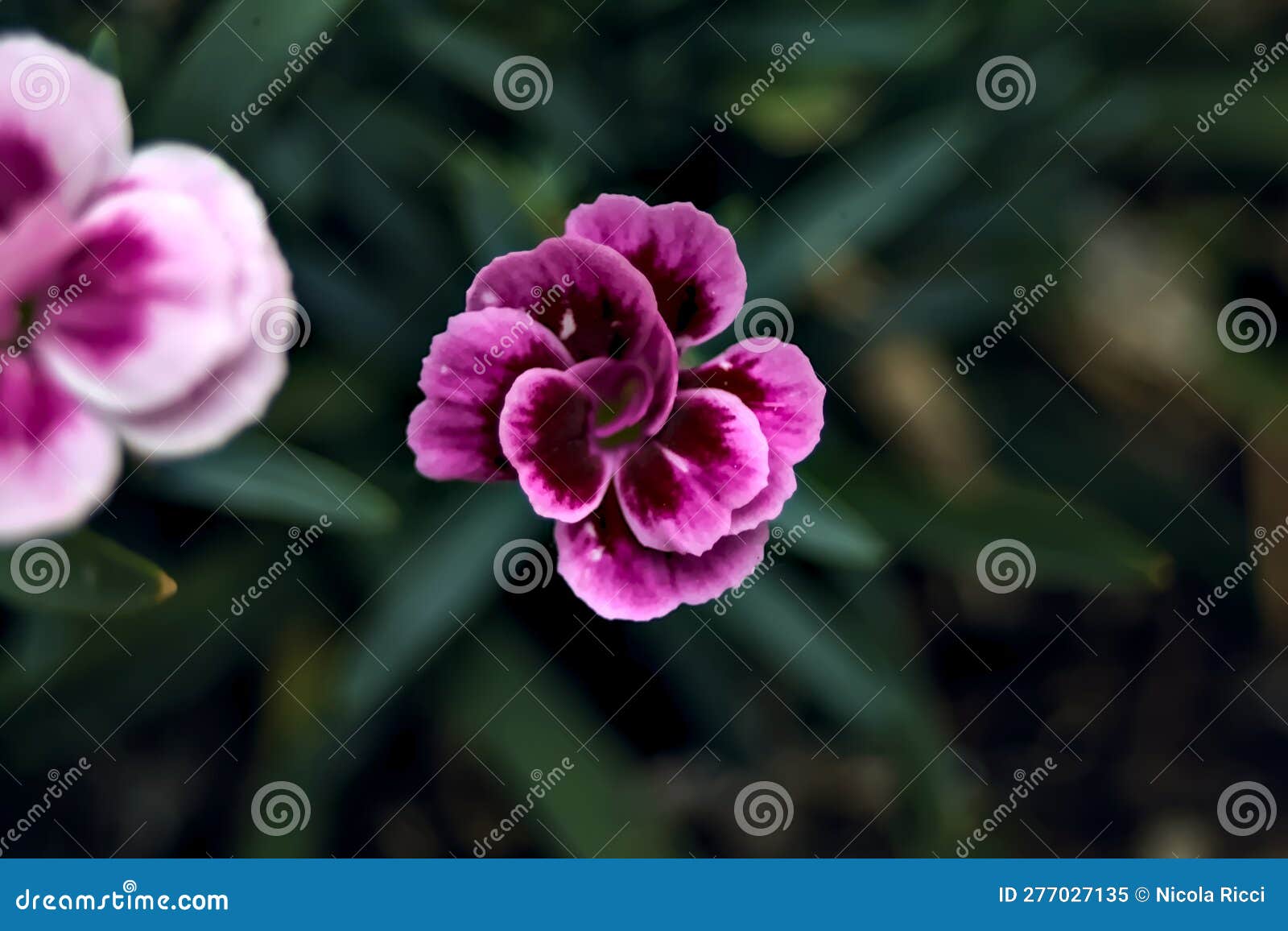 Purple and Violet Carnations in Bloom Seen Up Close Stock Image - Image ...