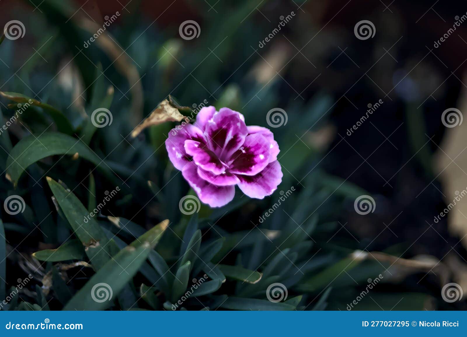 Purple and Violet Carnations in Bloom Seen Up Close Stock Image - Image ...