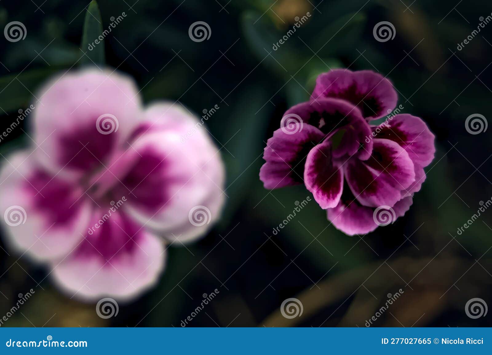 Purple and Violet Carnations in Bloom Seen Up Close Stock Image - Image ...