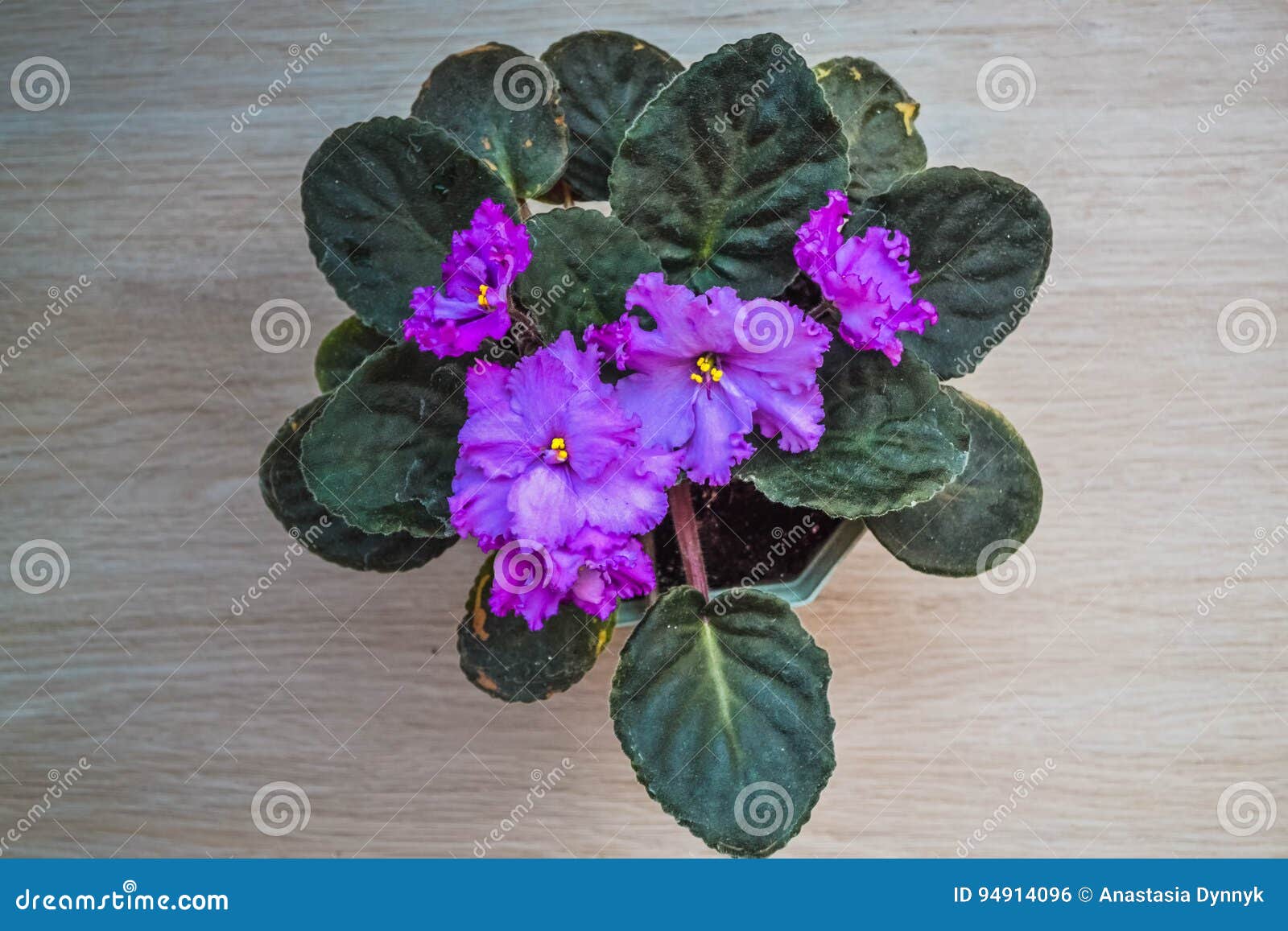 Purple Violet with Green Leaves in a Pot Stock Photo - Image of pansy ...