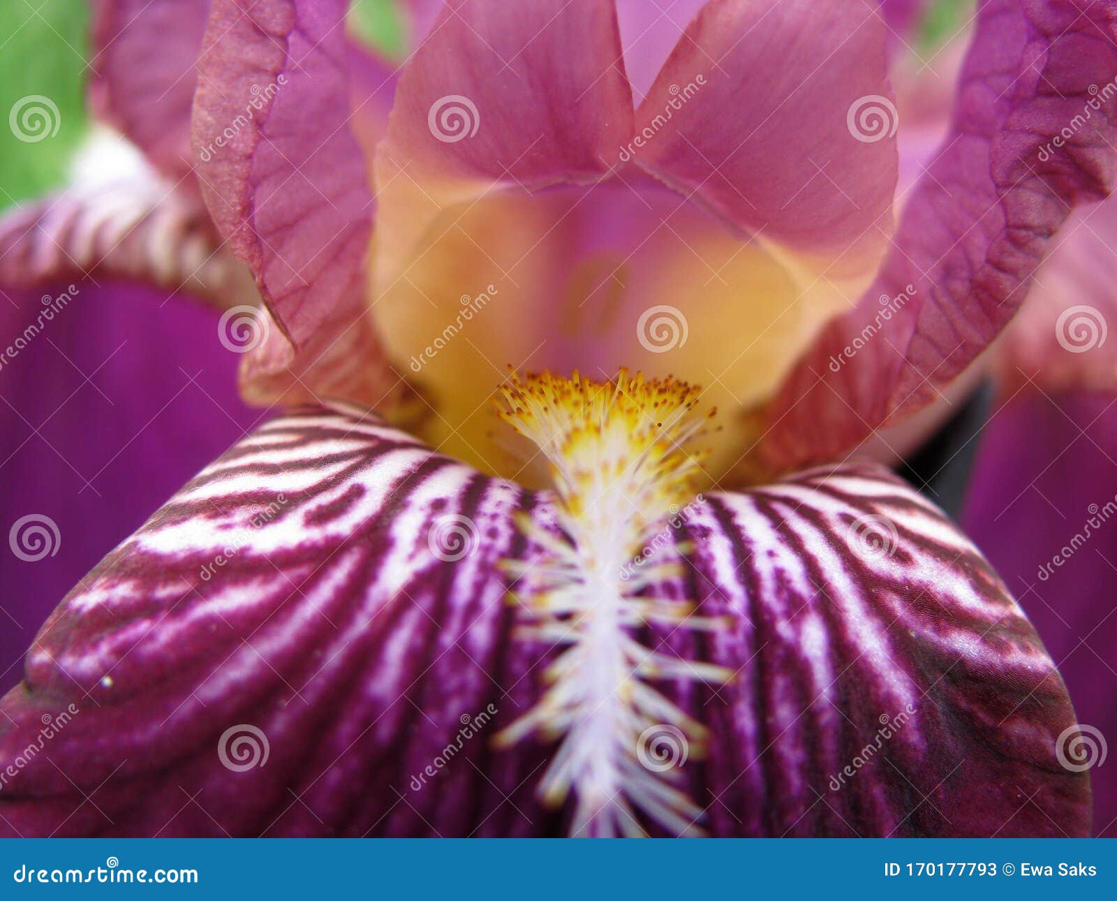 Purple Violet Iris Flower Macro the Inside of the Flower Stock Image ...