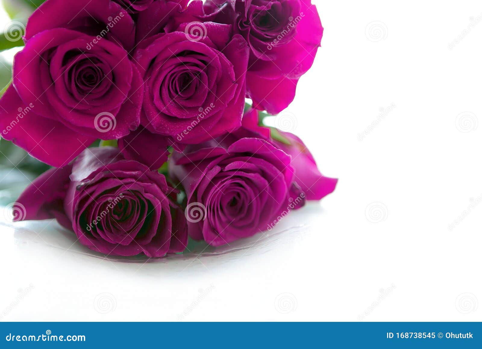 Purple Violet Roses Bouquet on a White Background. Post Card Stock ...