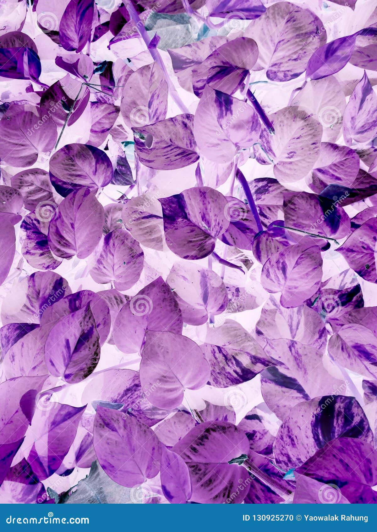 Purple Or Violet Texture Pattern Background, Violet Ultra Concept Stock ...