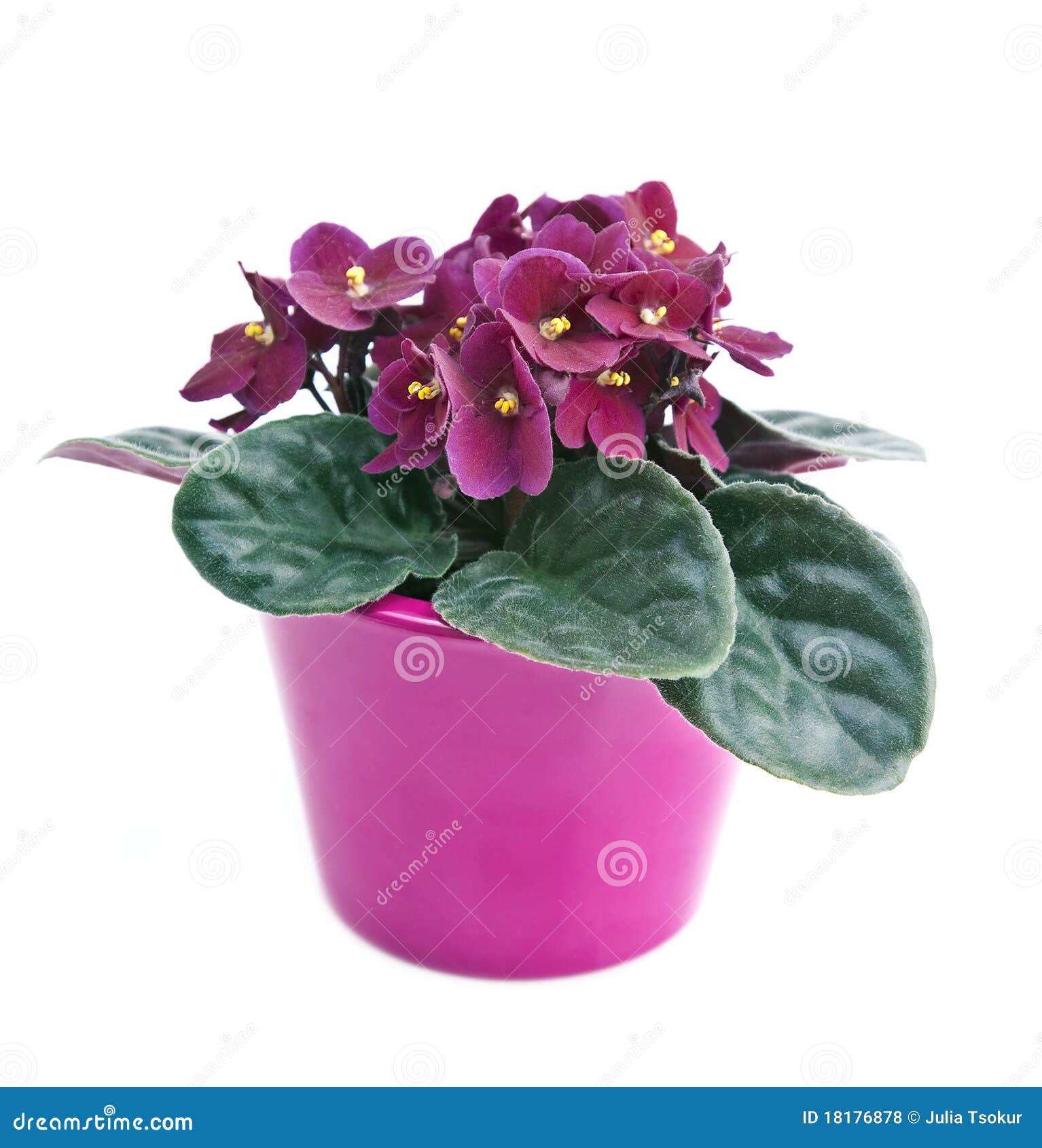 Purple violets stock photo. Image of plant, beauty, pink - 18176878