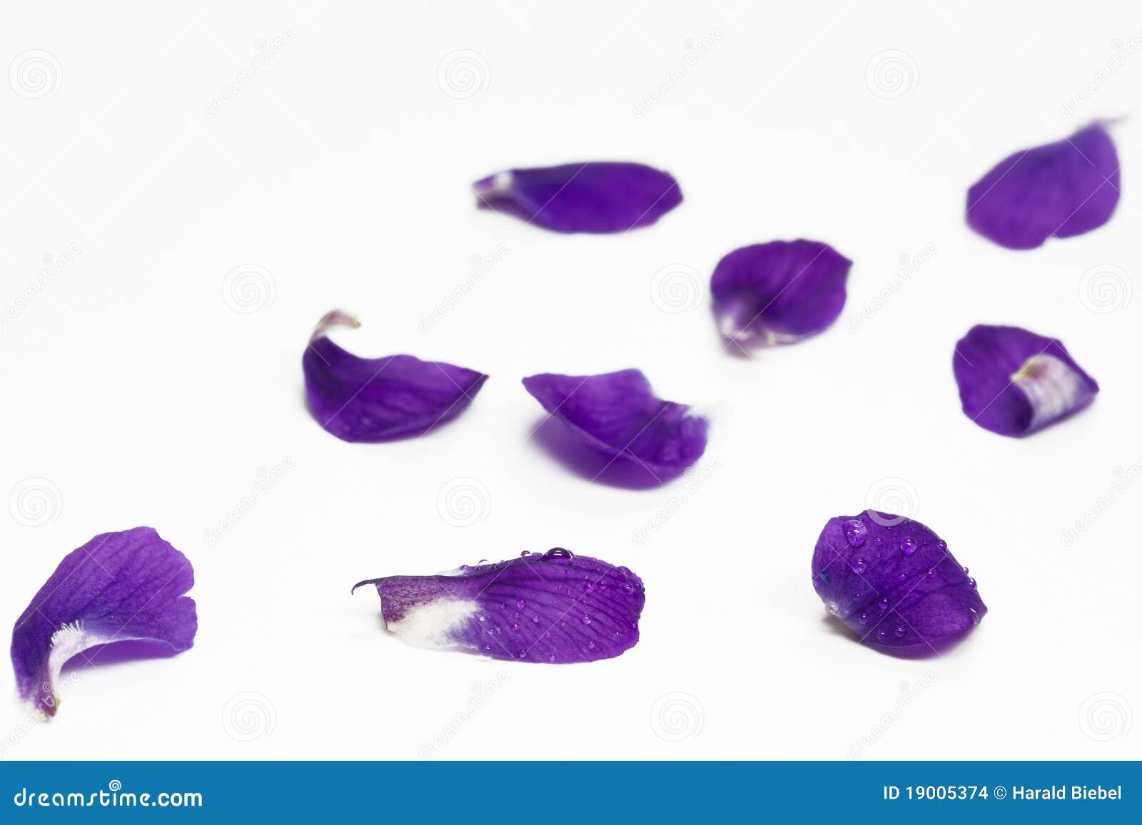 Purple Violets stock photo. Image of leaves, fragrance - 19005374