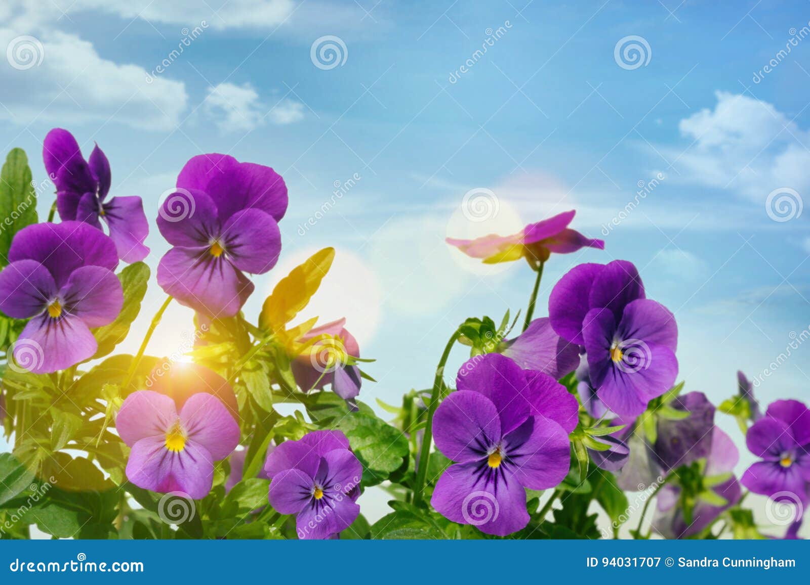 Purple Violets Against a Sky Background Stock Image - Image of pansy ...