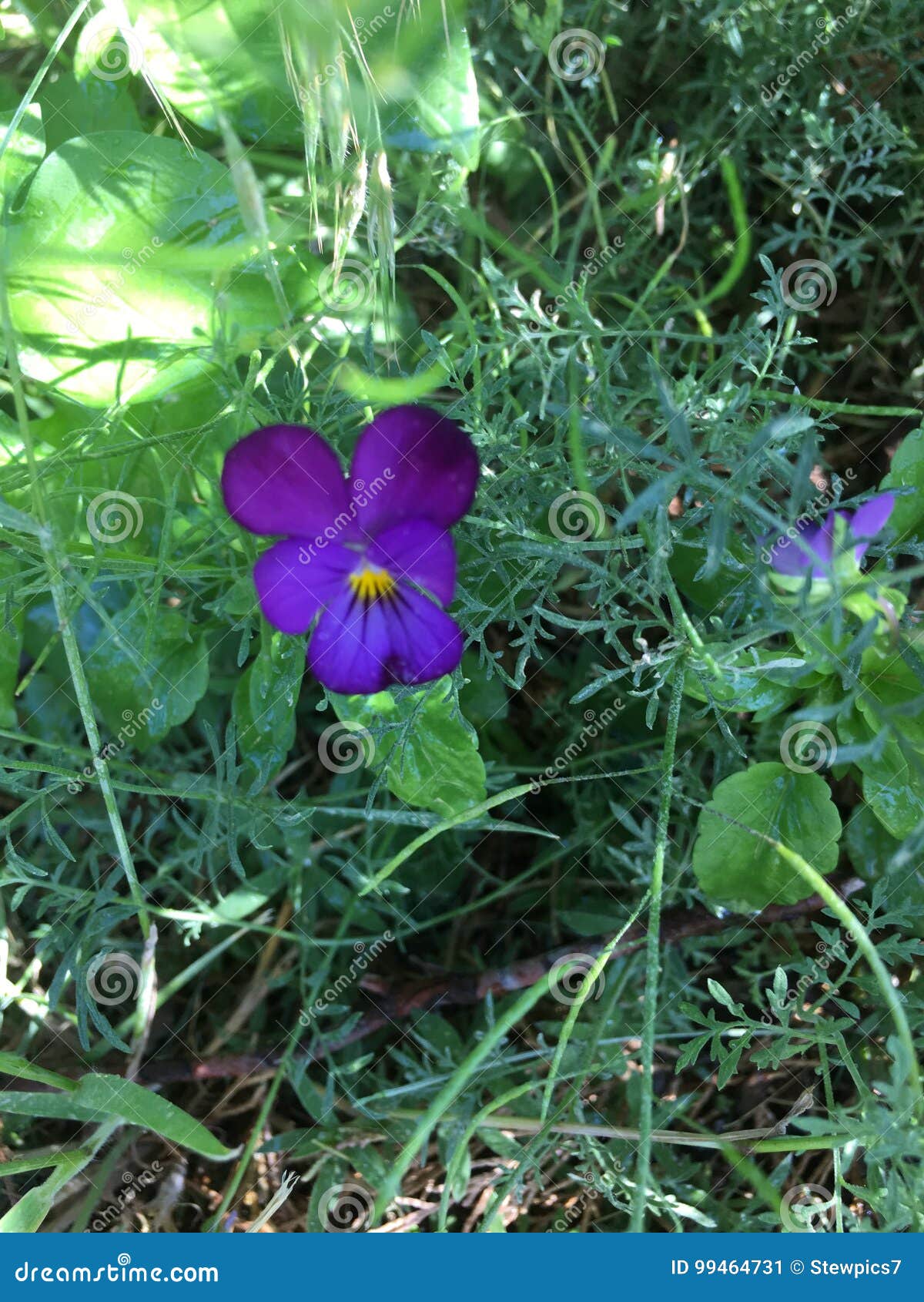 Purple Violets stock image. Image of blooming, wild, violets - 99464731