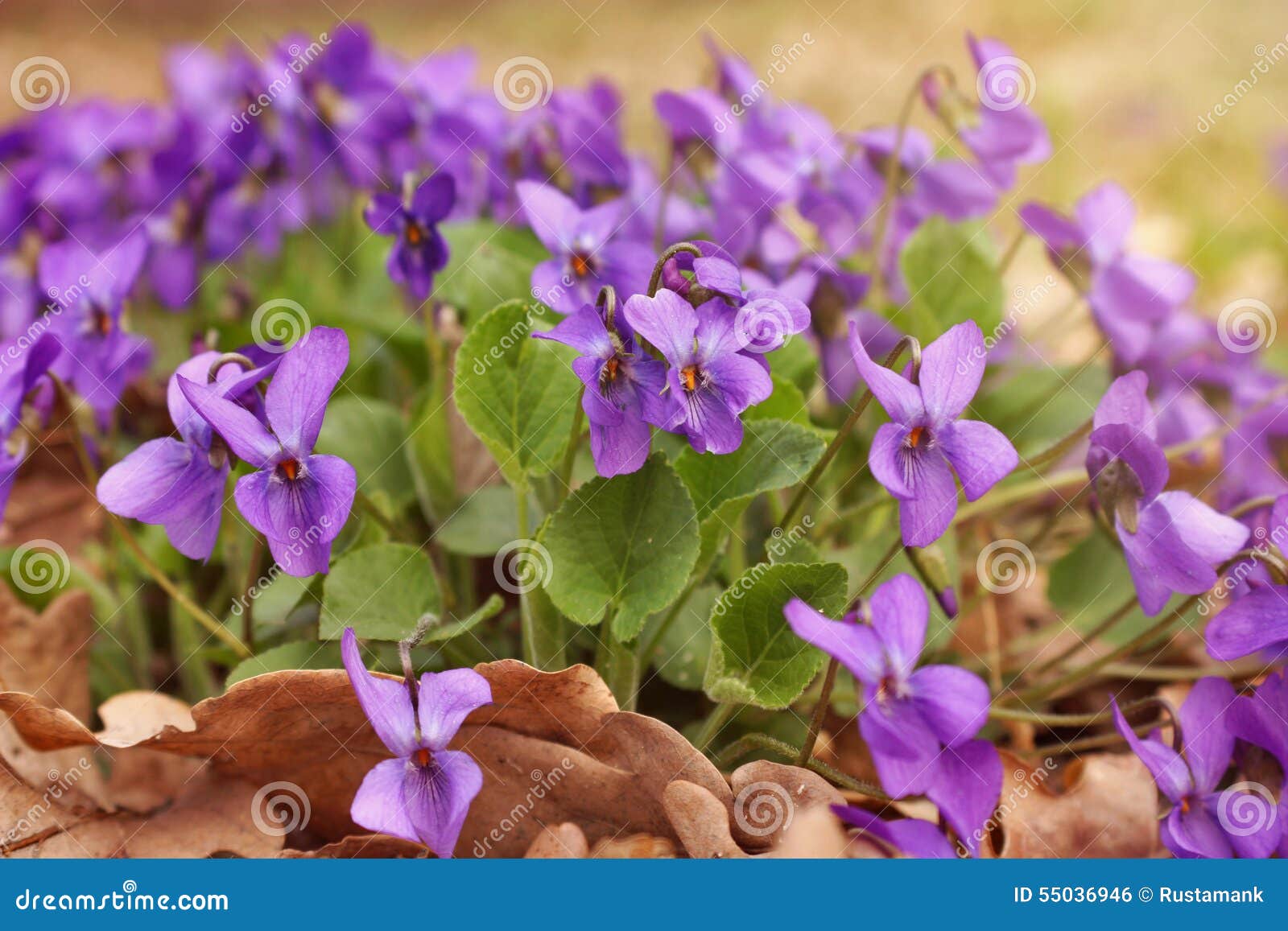 Purple violets stock photo. Image of light, garden, park - 55036946