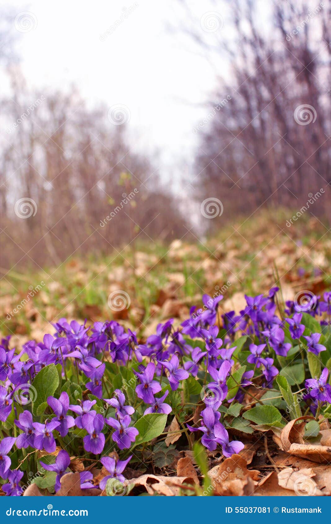 Purple violets stock image. Image of park, nature, flowers - 55037081