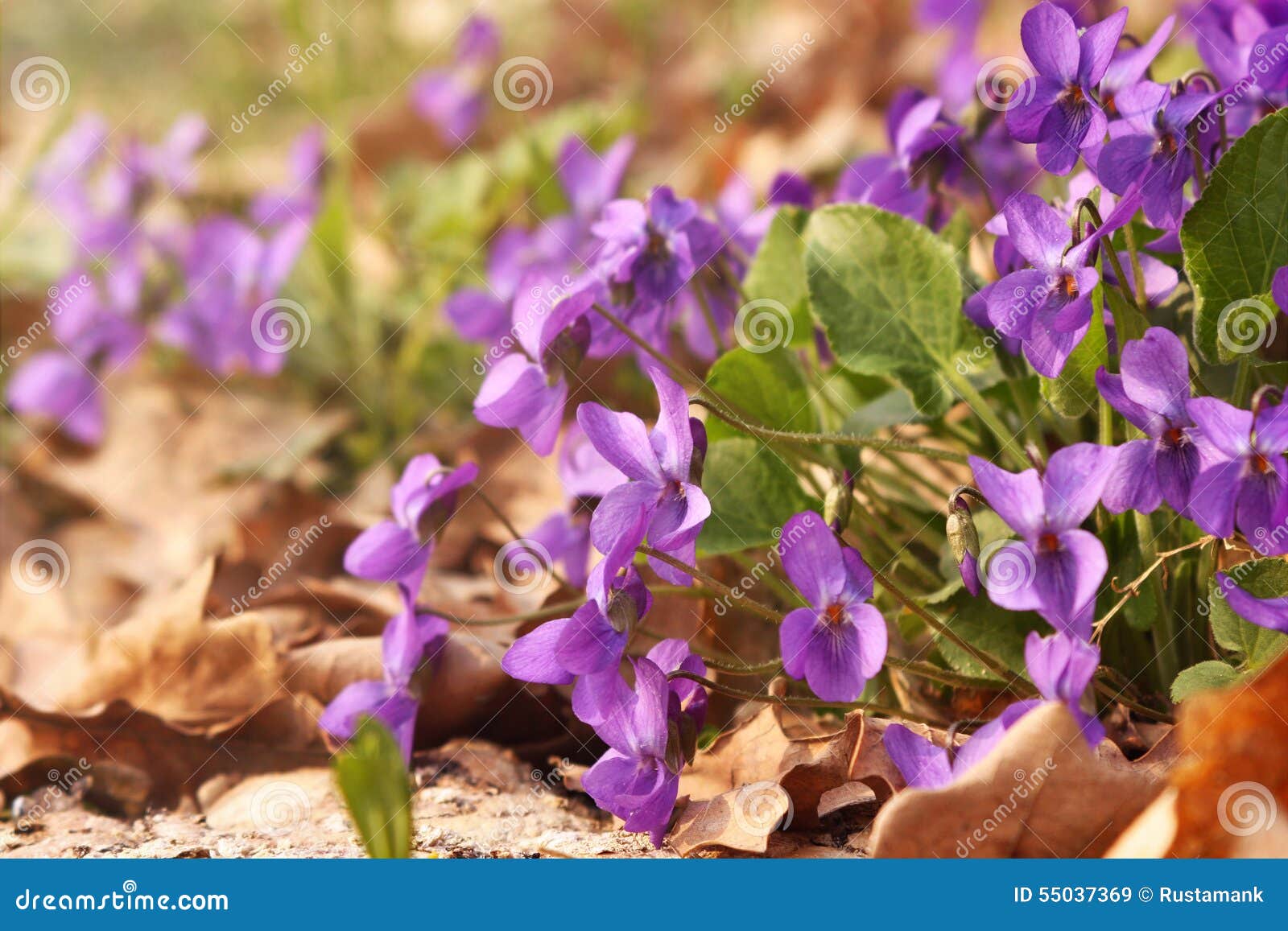 Purple violets stock image. Image of early, botany, herbaceous - 55037369