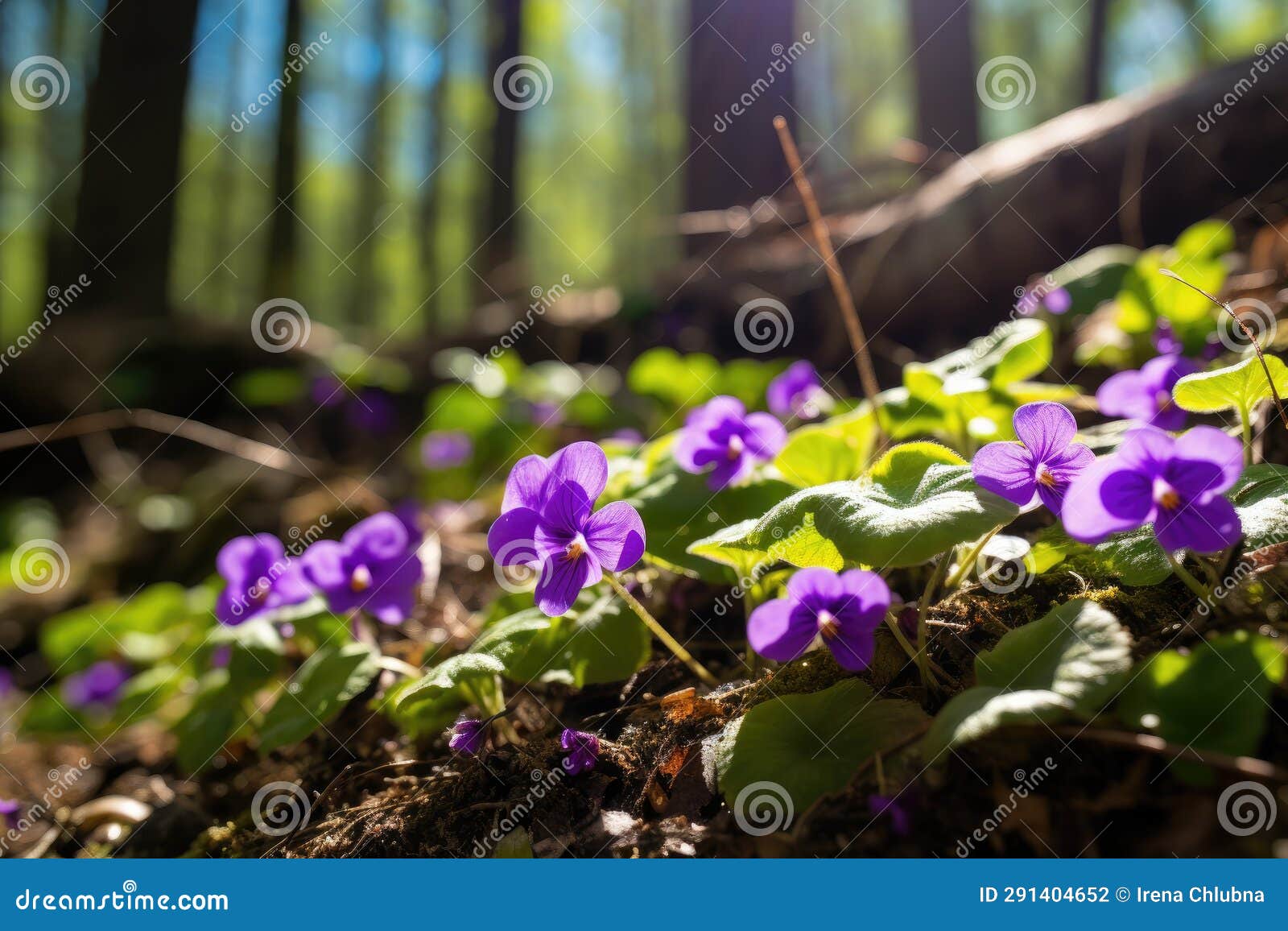 Purple Violets in the Forest in Sunny Weather Stock Illustration ...
