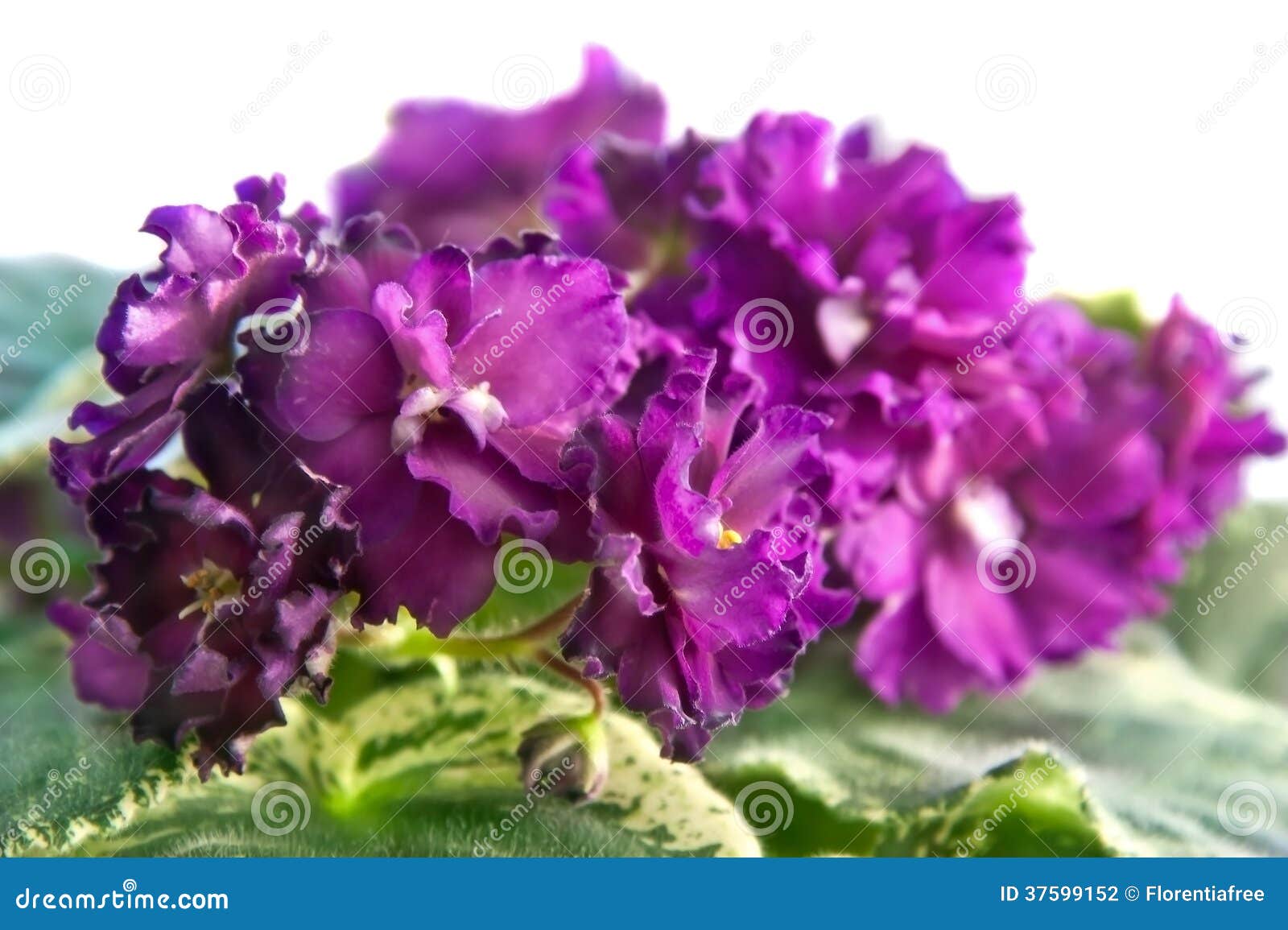 Purple violets isolated stock photo. Image of leafs, birthday - 37599152