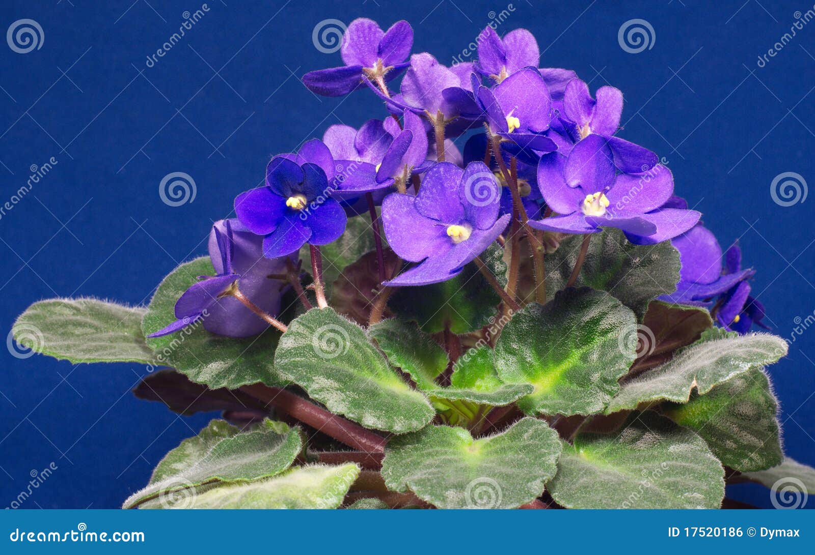 Purple Violets Isolated on Blue Stock Photo - Image of violet, leaves ...