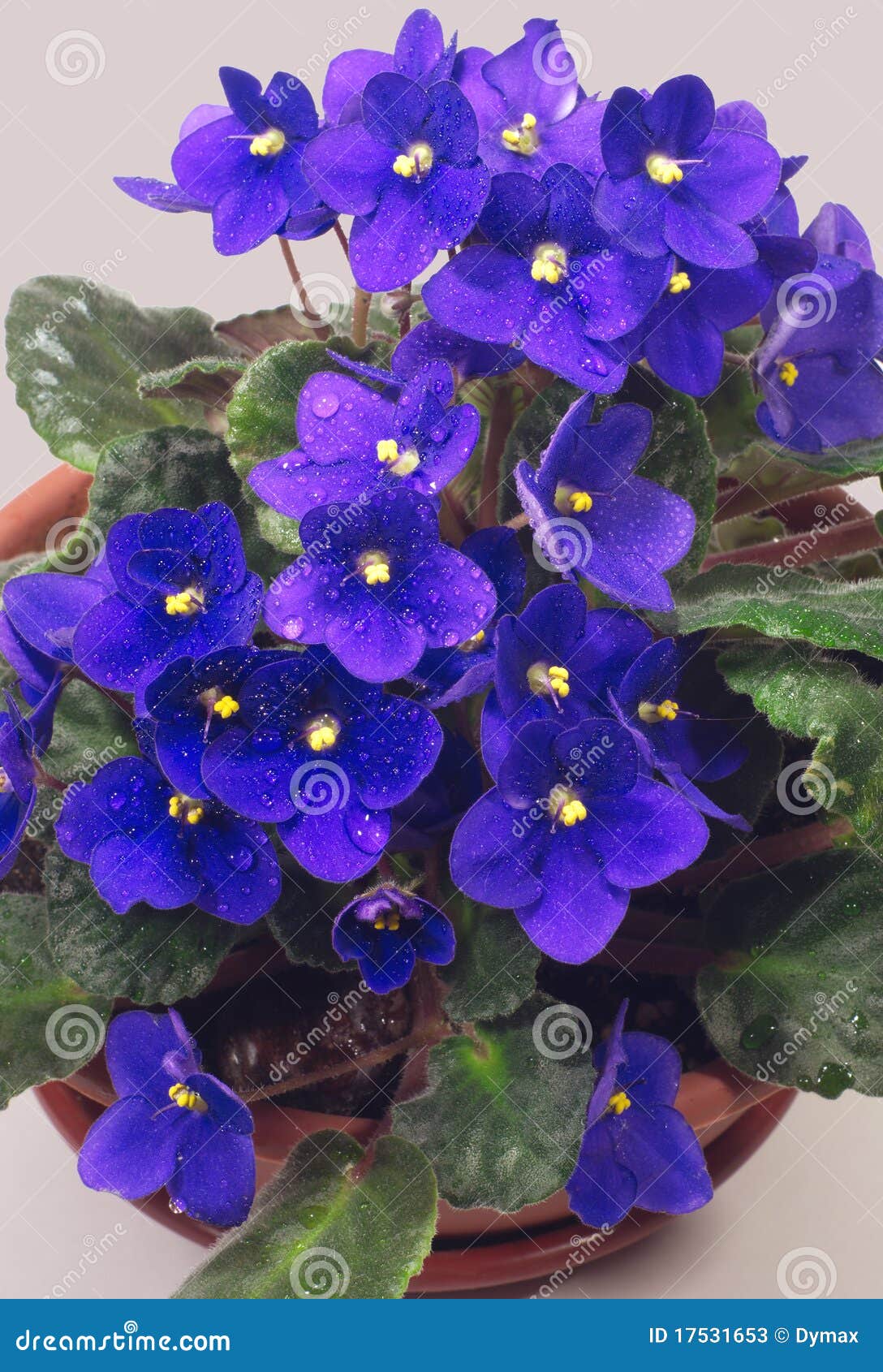Purple Violets Isolated on Grey Stock Image - Image of petal, flower ...