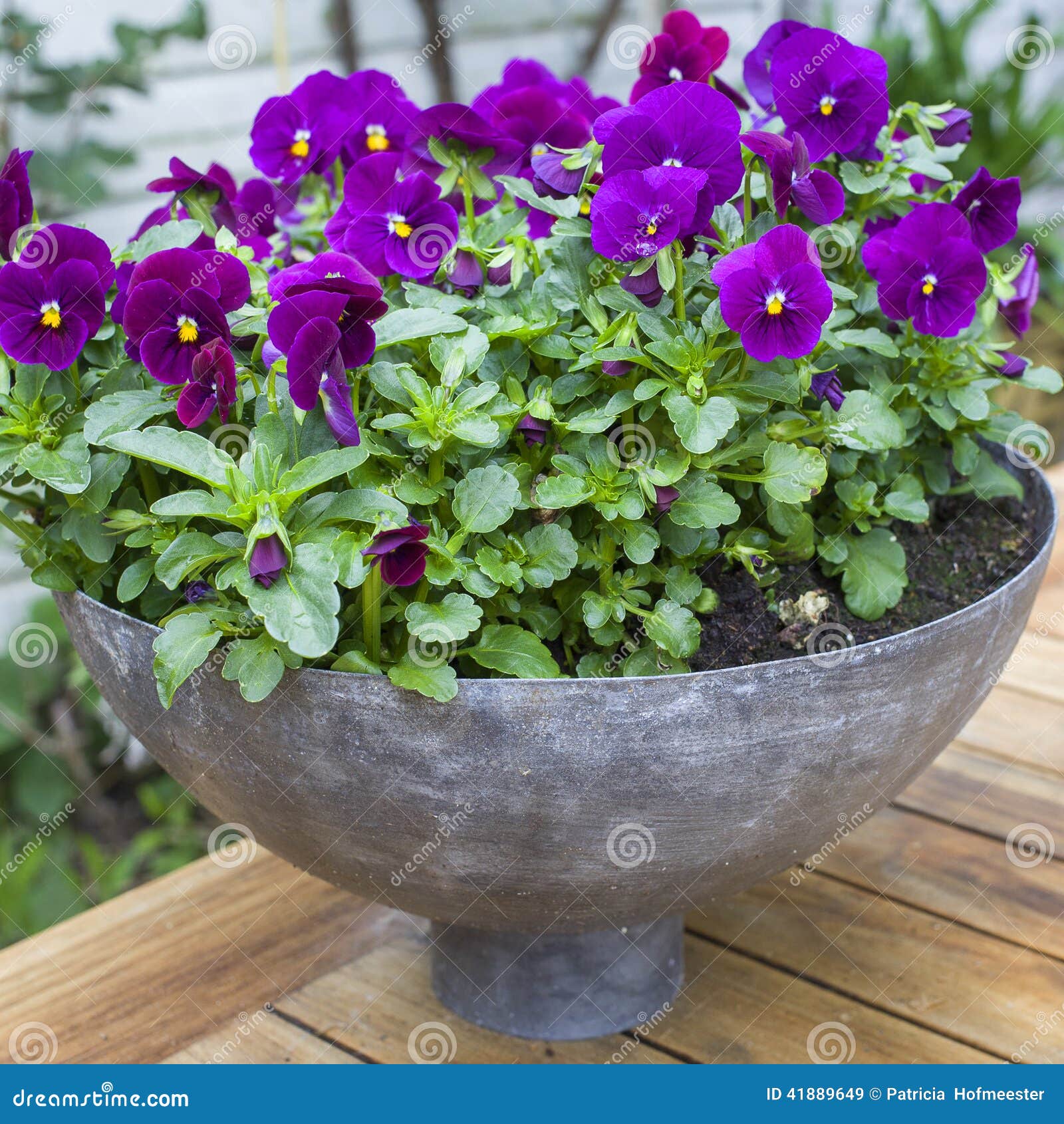 Purple violets in port stock image. Image of bloom, floral - 41889649