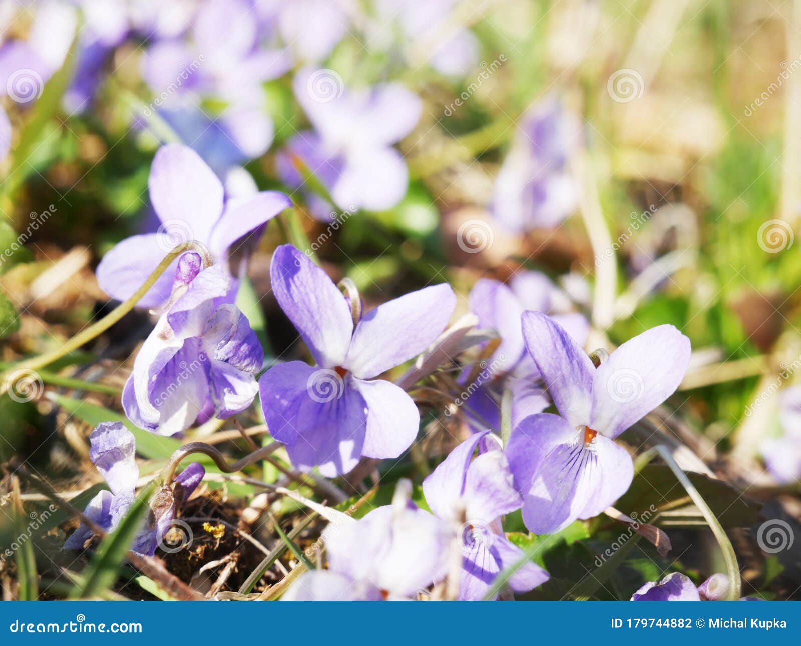 Purple Violets in the Springtime. Stock Photo - Image of nature, bloom ...