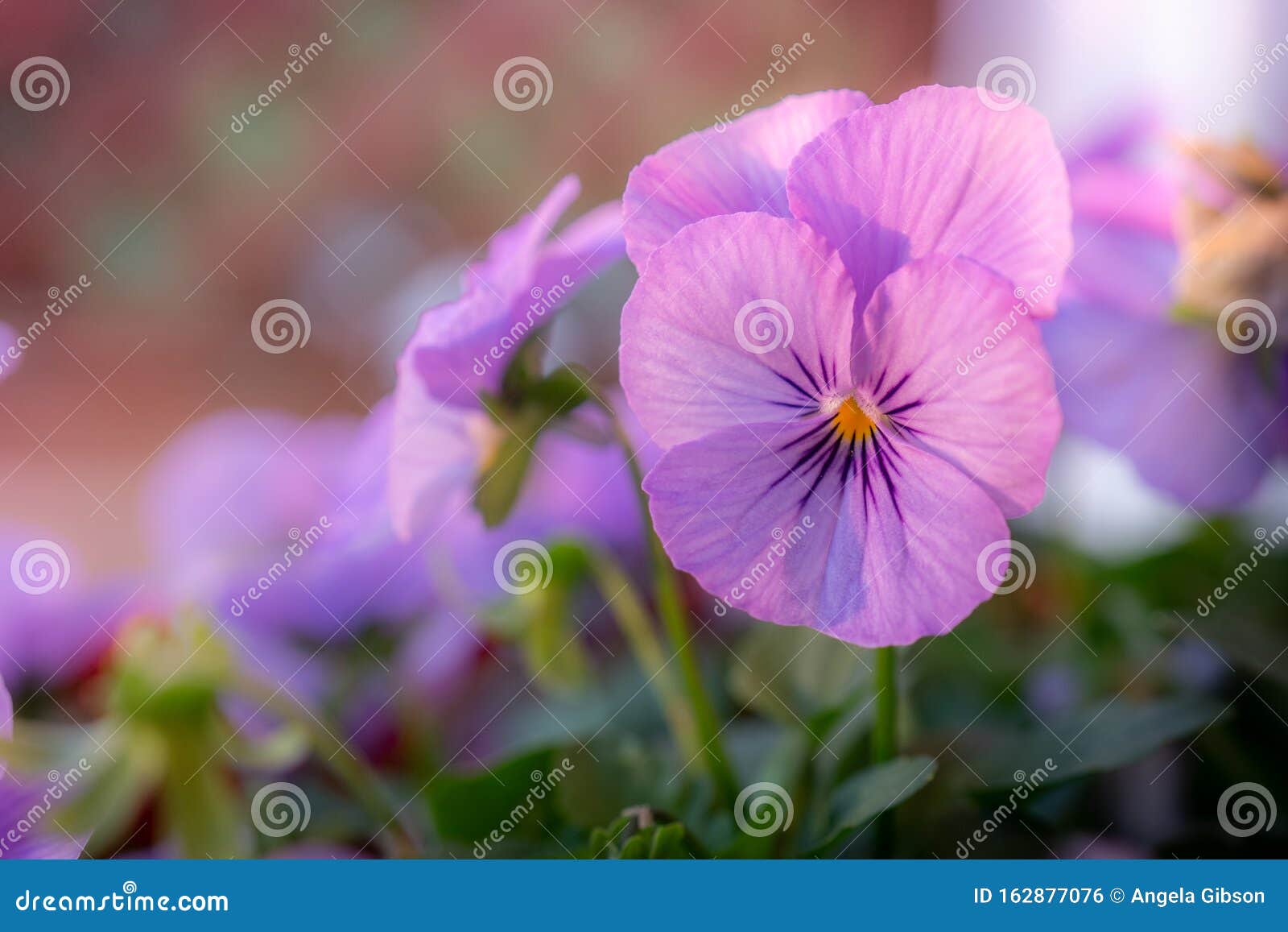 Purple Violets in Sun stock photo. Image of gardening - 162877076