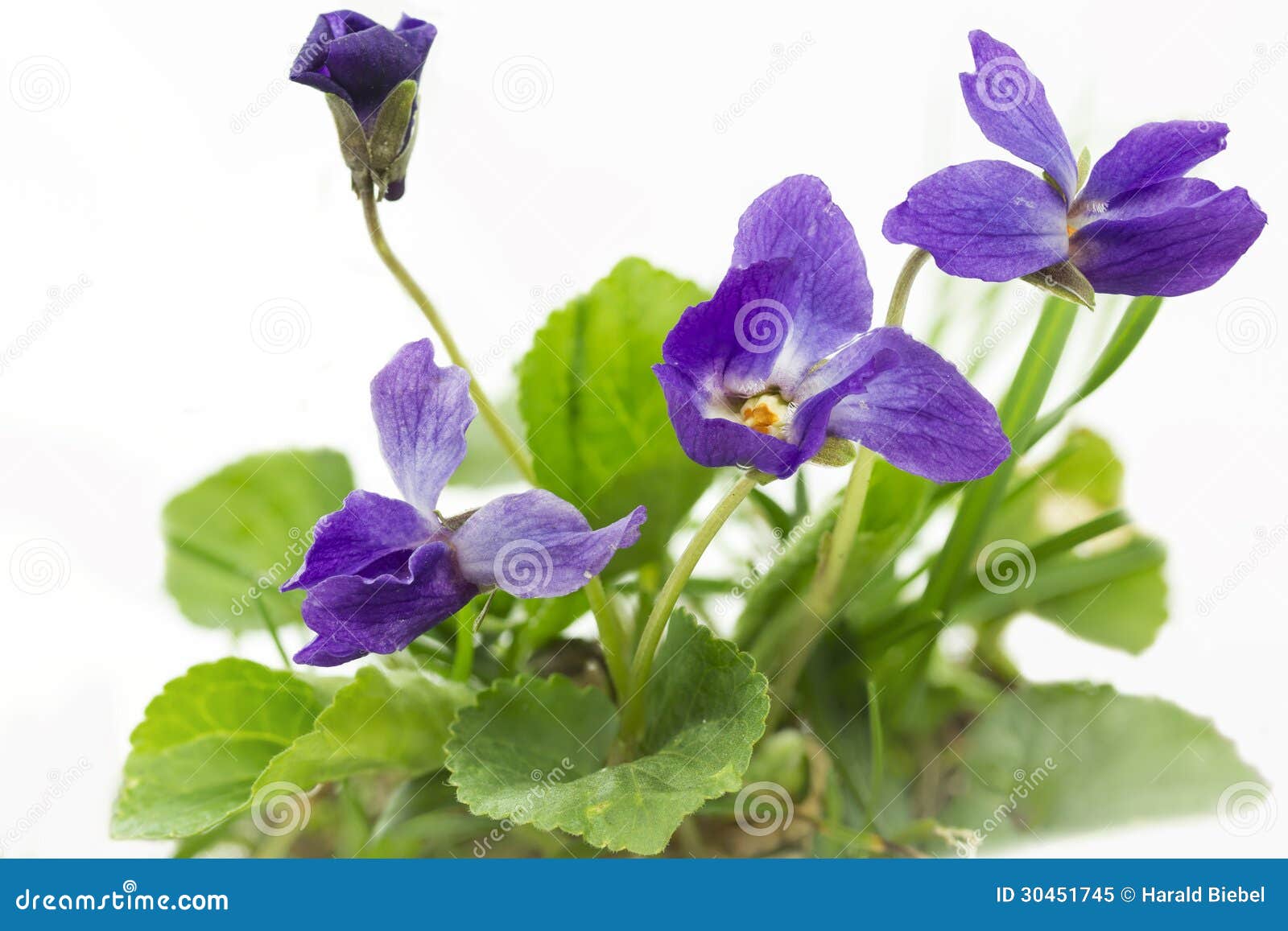 Purple Violets (Viola Odorata) Stock Image - Image of background ...