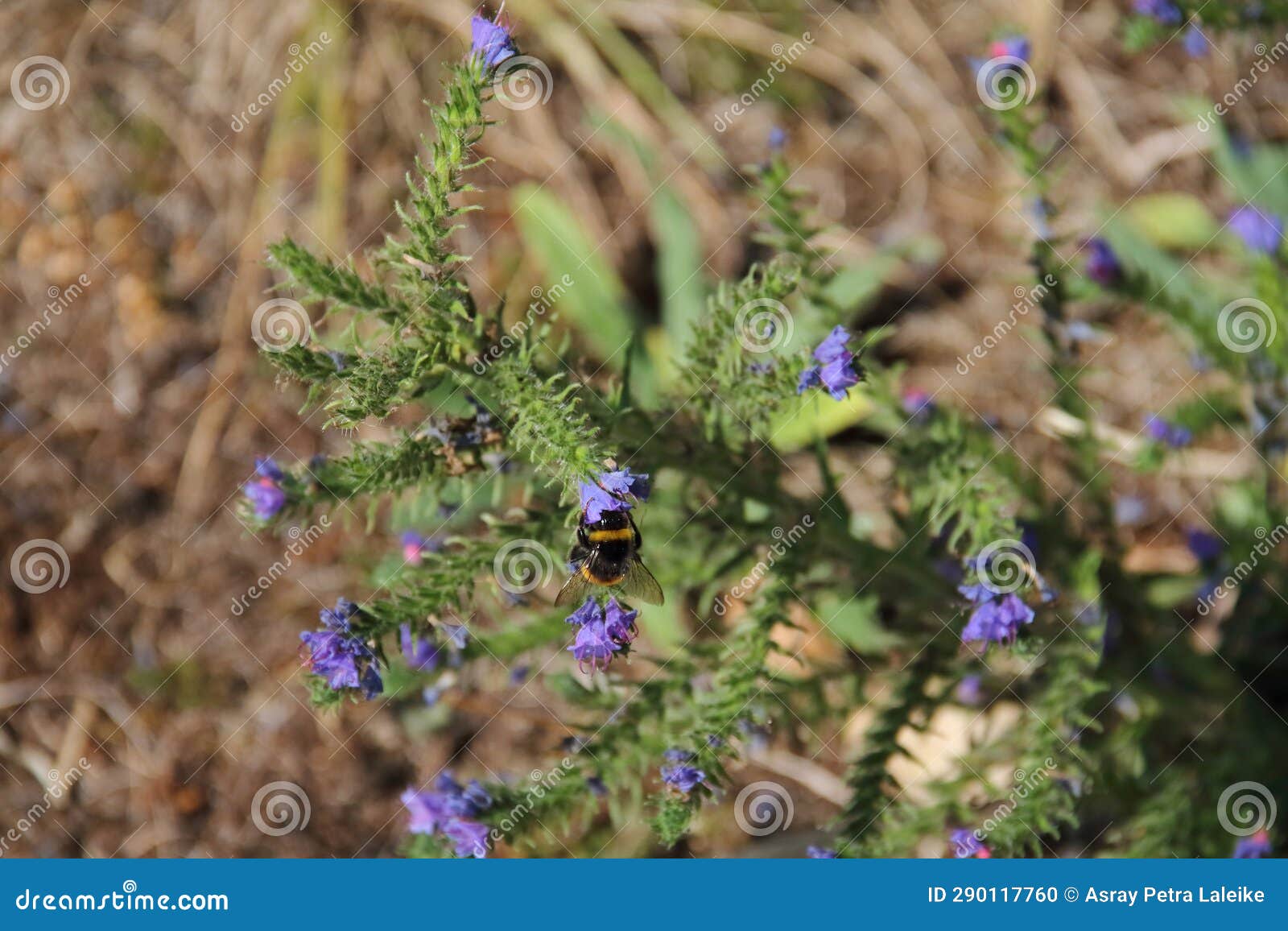 A Purple Viper S Head Plant with a Small Bumblebee Stock Photo - Image ...