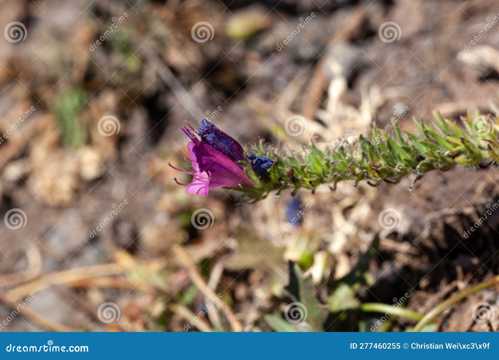 Purple Vipers Bugloss, Echium Plantagineum Stock Image - Image of ...