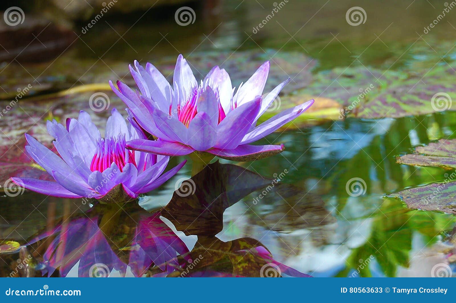 Purple Water Lilies in Pond Stock Image - Image of purple, beauty: 80563633