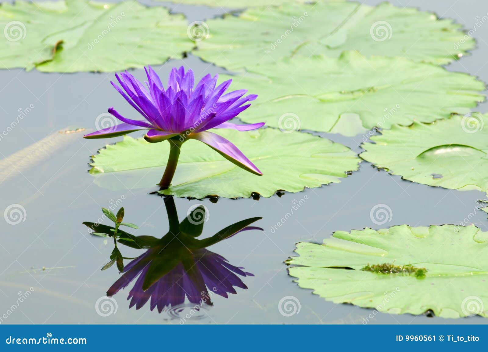 Purple water lily stock image. Image of nature, leaf, closeup - 9960561