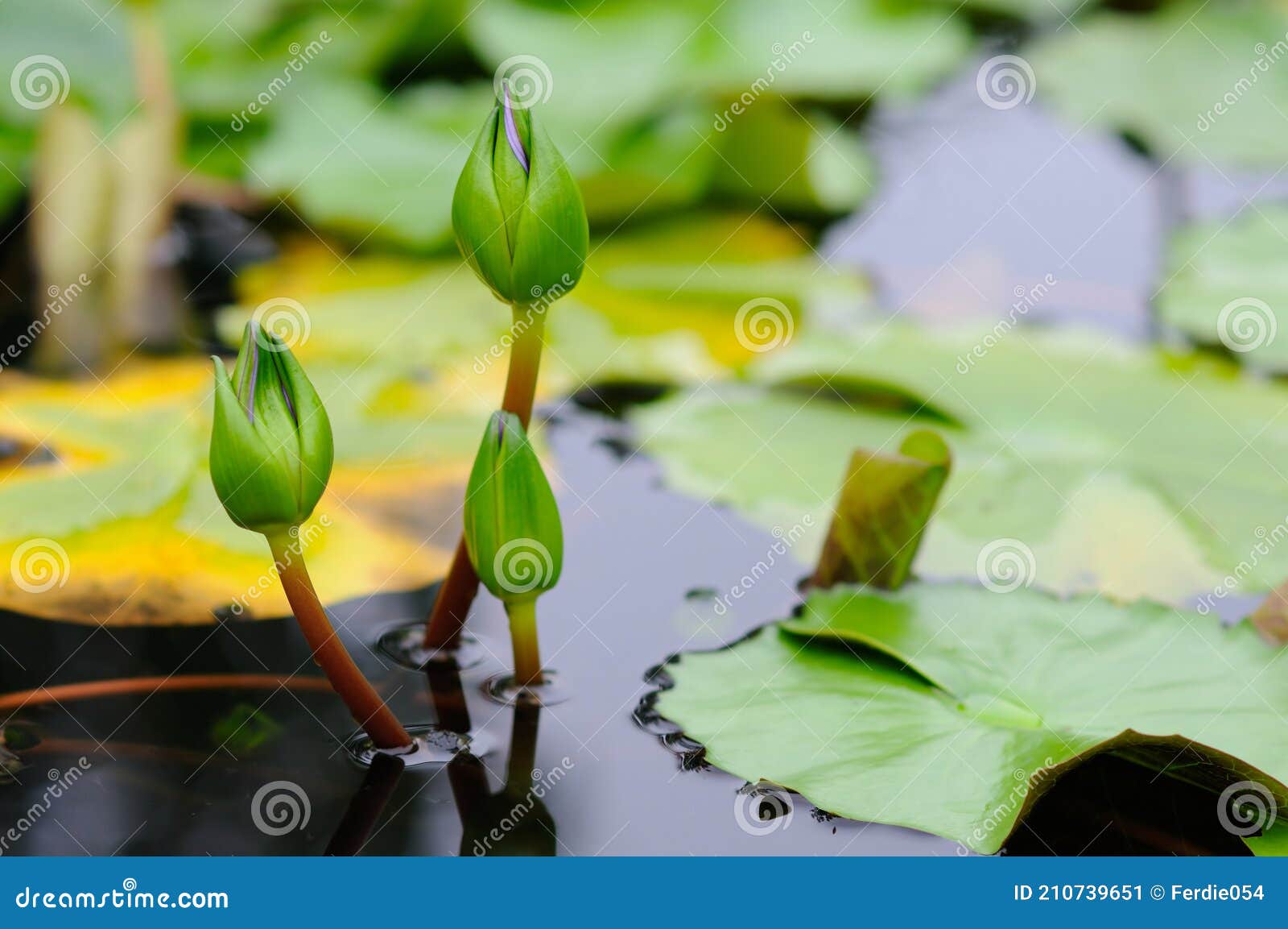 Purple Water Lily Buds stock image. Image of flora, spring - 210739651