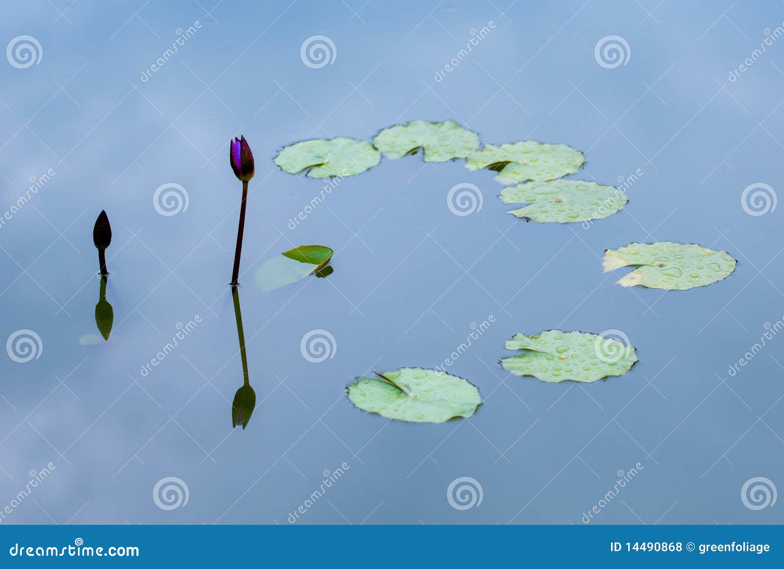Purple Water Lily Reflection Stock Photo - Image of symmetry, beautiful ...