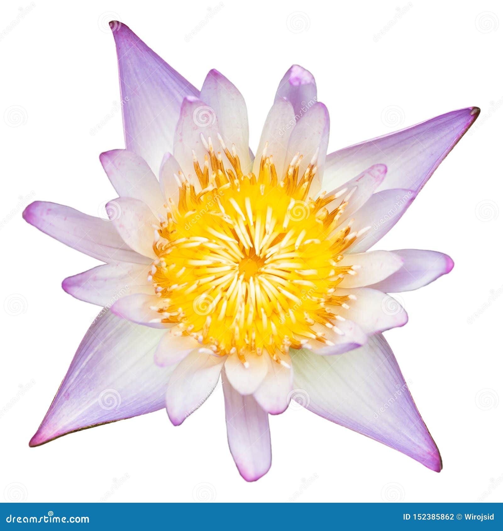 Purple Water Lily Top View on White Background Stock Photo - Image of ...