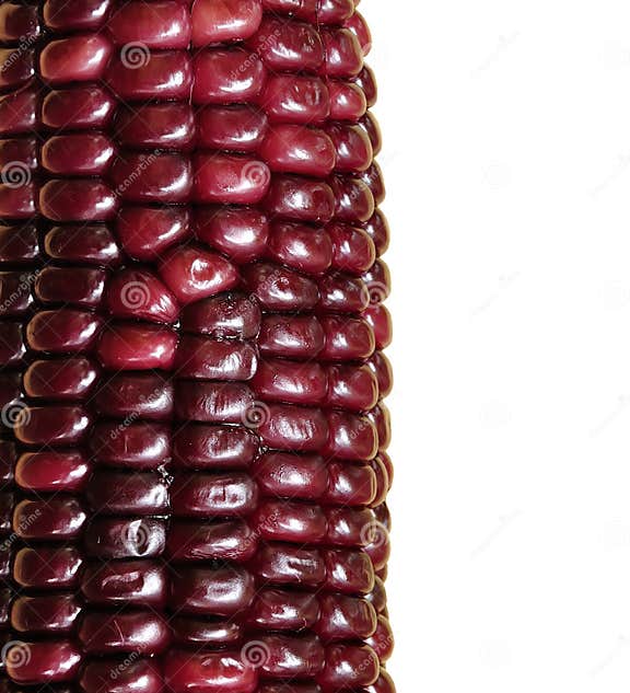 Purple Waxy Corn Isolated on White Background Stock Image - Image of ...