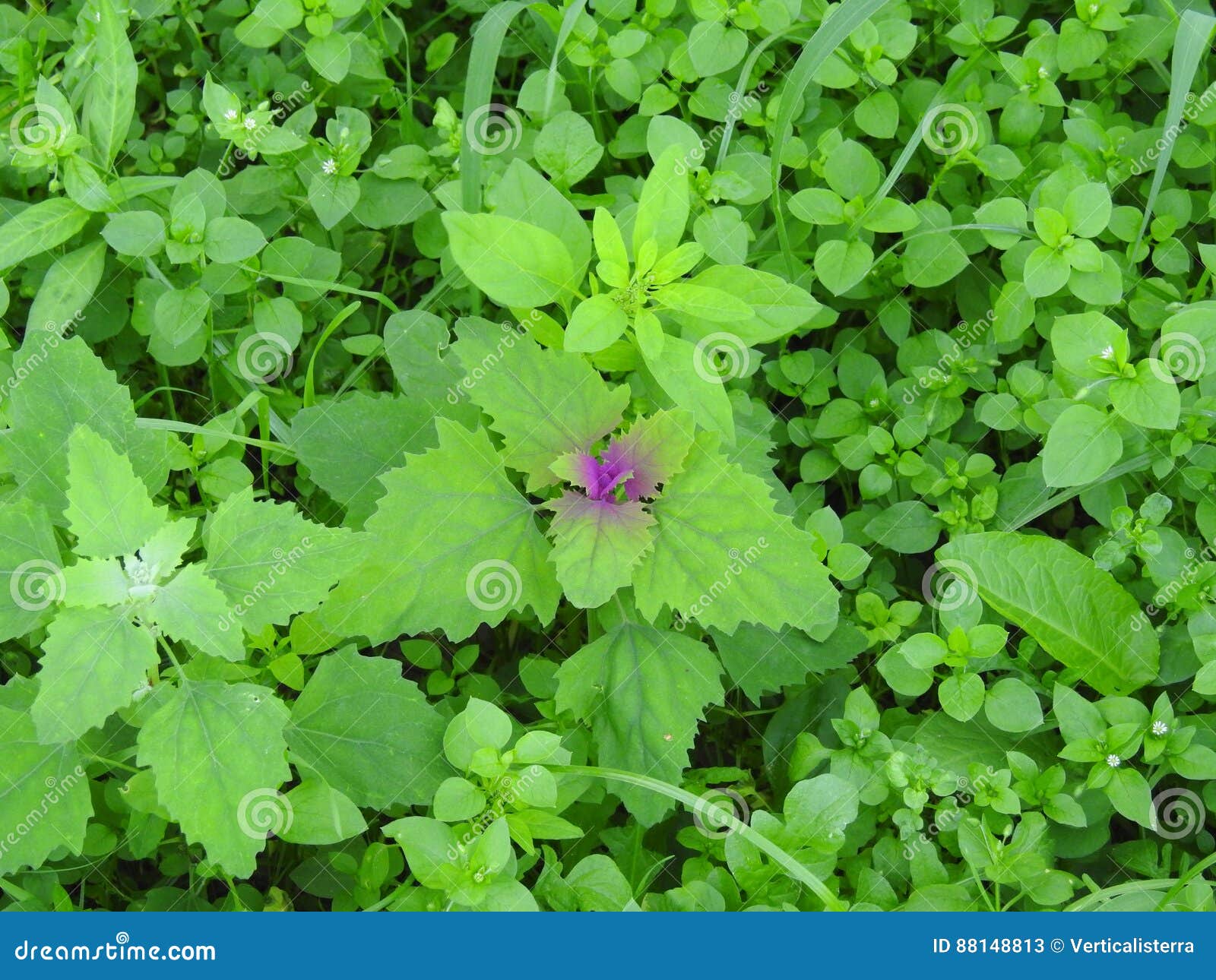 Purple Weed Flower Stock Photo | CartoonDealer.com #51667578
