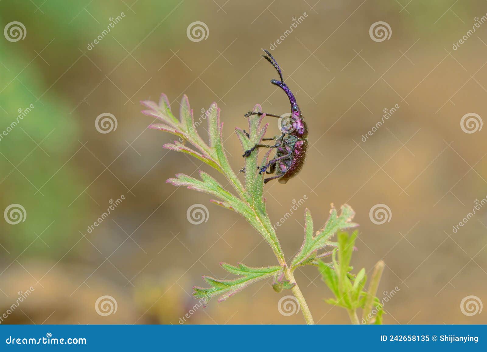 Purple weevil stock image. Image of curculio, purple - 242658135
