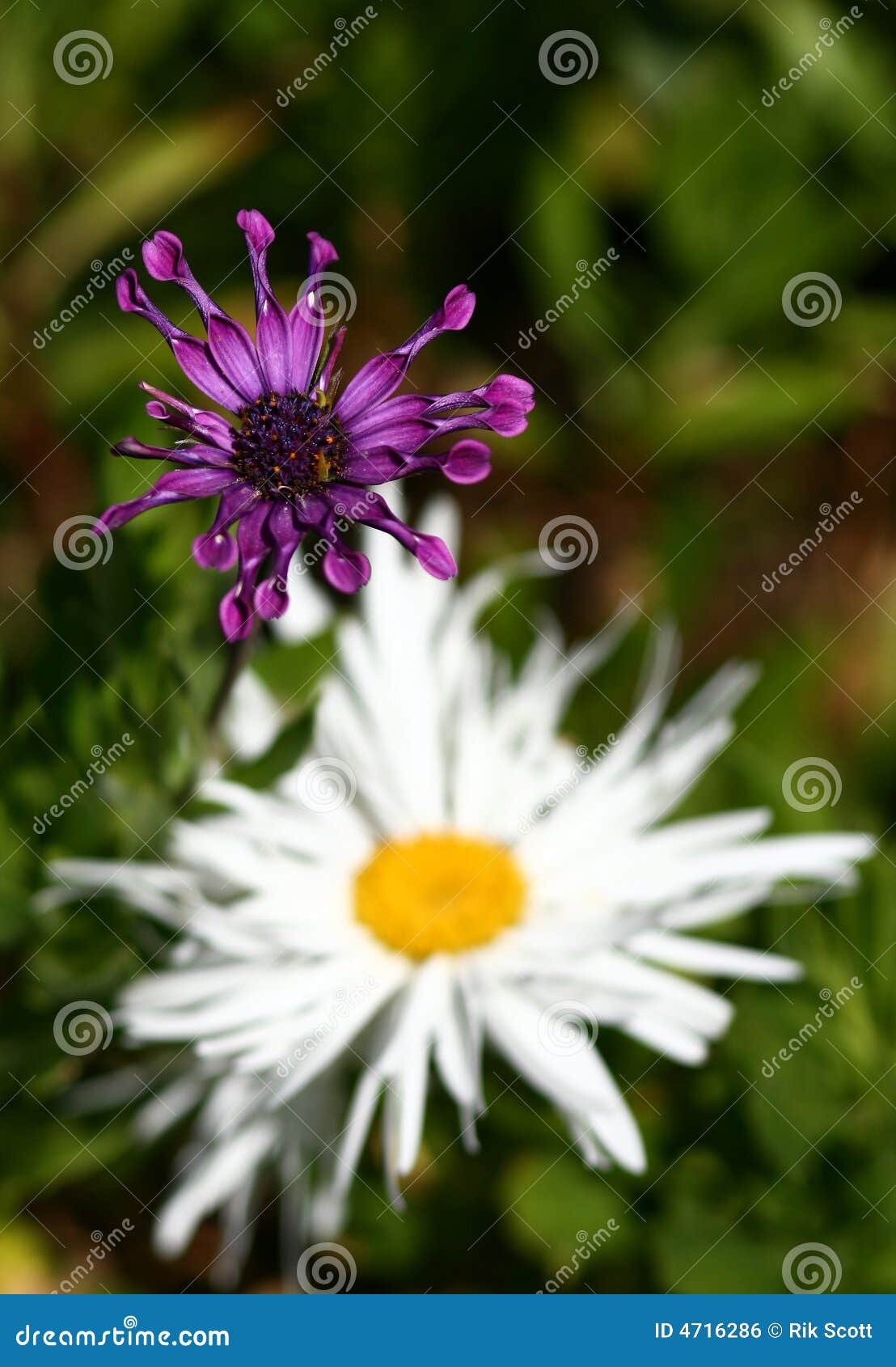 Purple and white stock photo. Image of purple, garden - 4716286