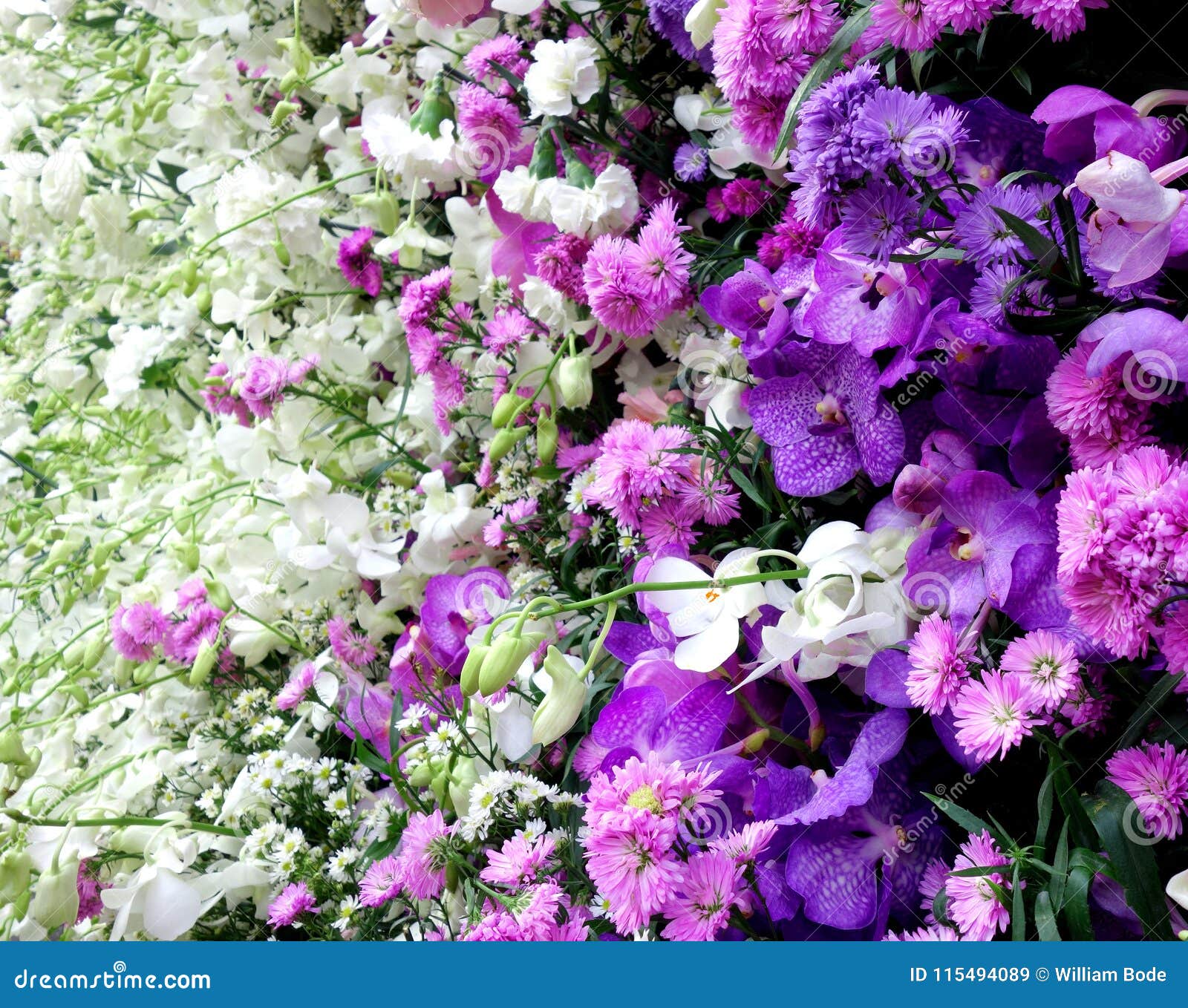 Purple and White Array of Flowers Background Stock Image - Image of ...