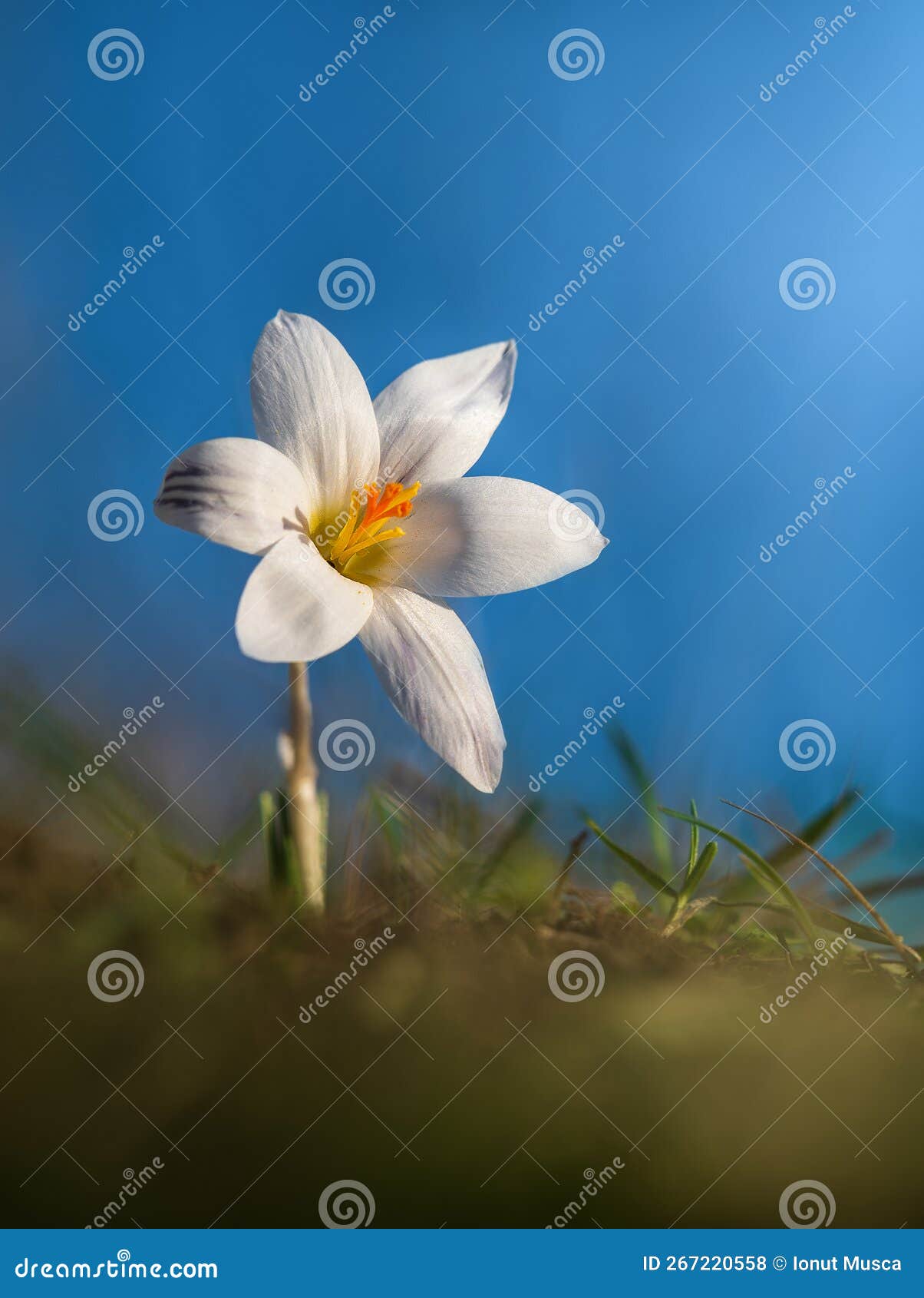 Purple and White Crocus on a Field. Stock Photo - Image of flower ...