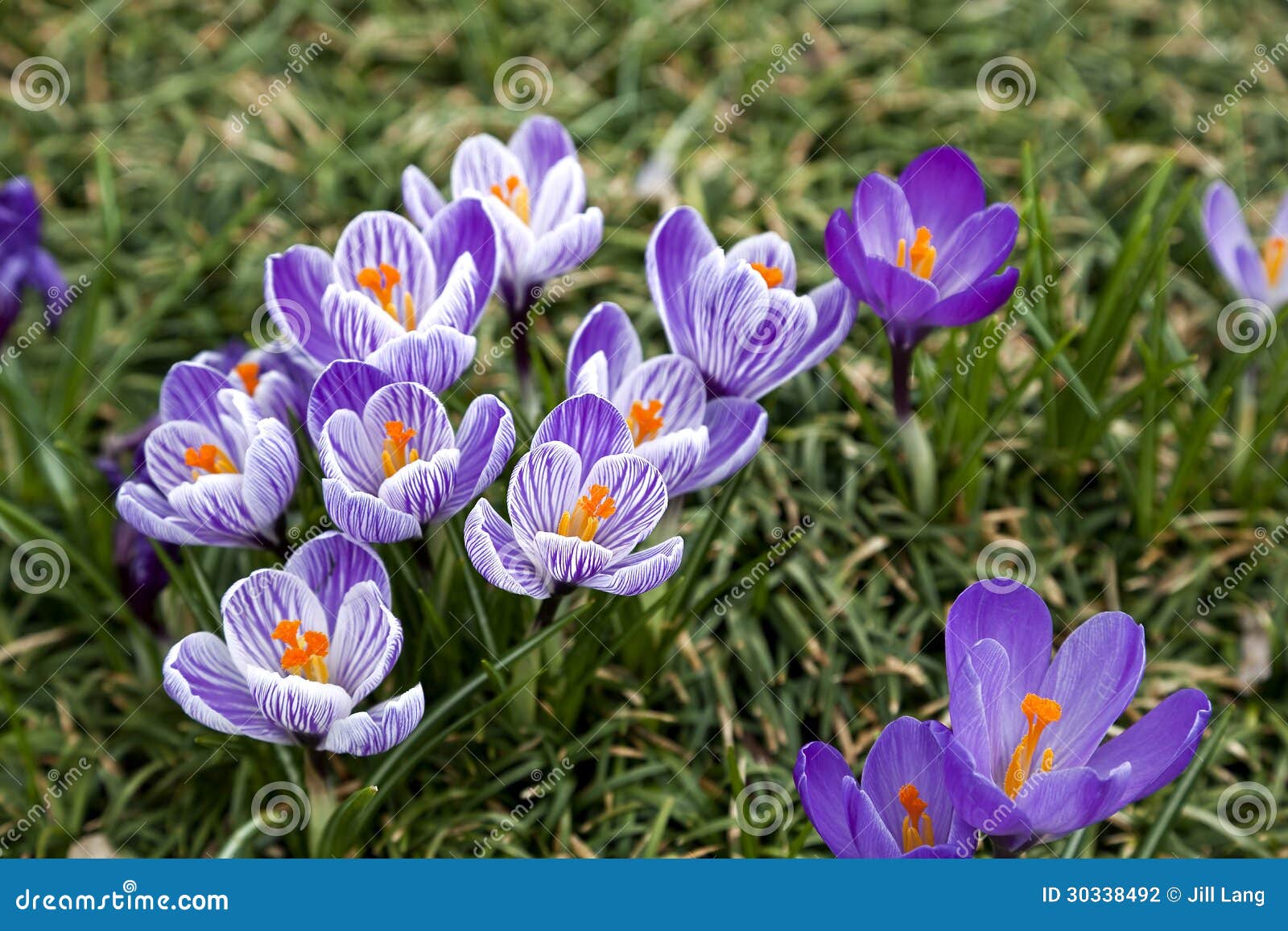 Purple and White Crocus stock photo. Image of crocuses - 30338492