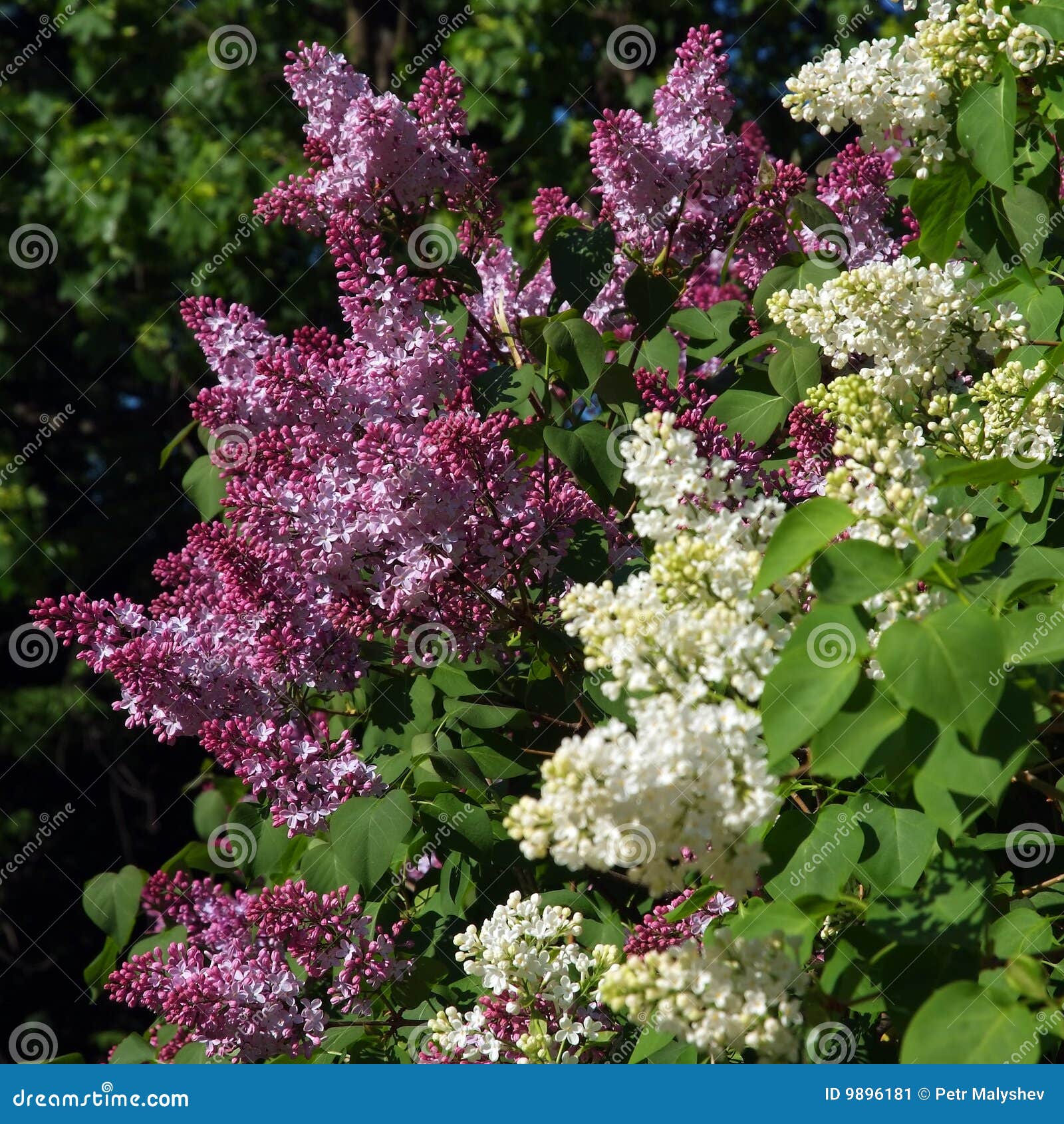 Purple and White Lilac stock image. Image of panicle, branch - 9896181