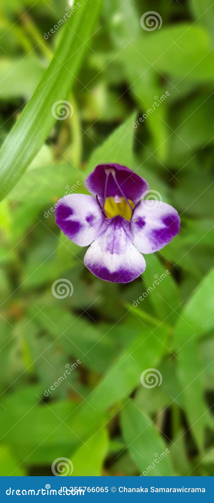 Purple white paches tiny stock image. Image of paches - 255766065