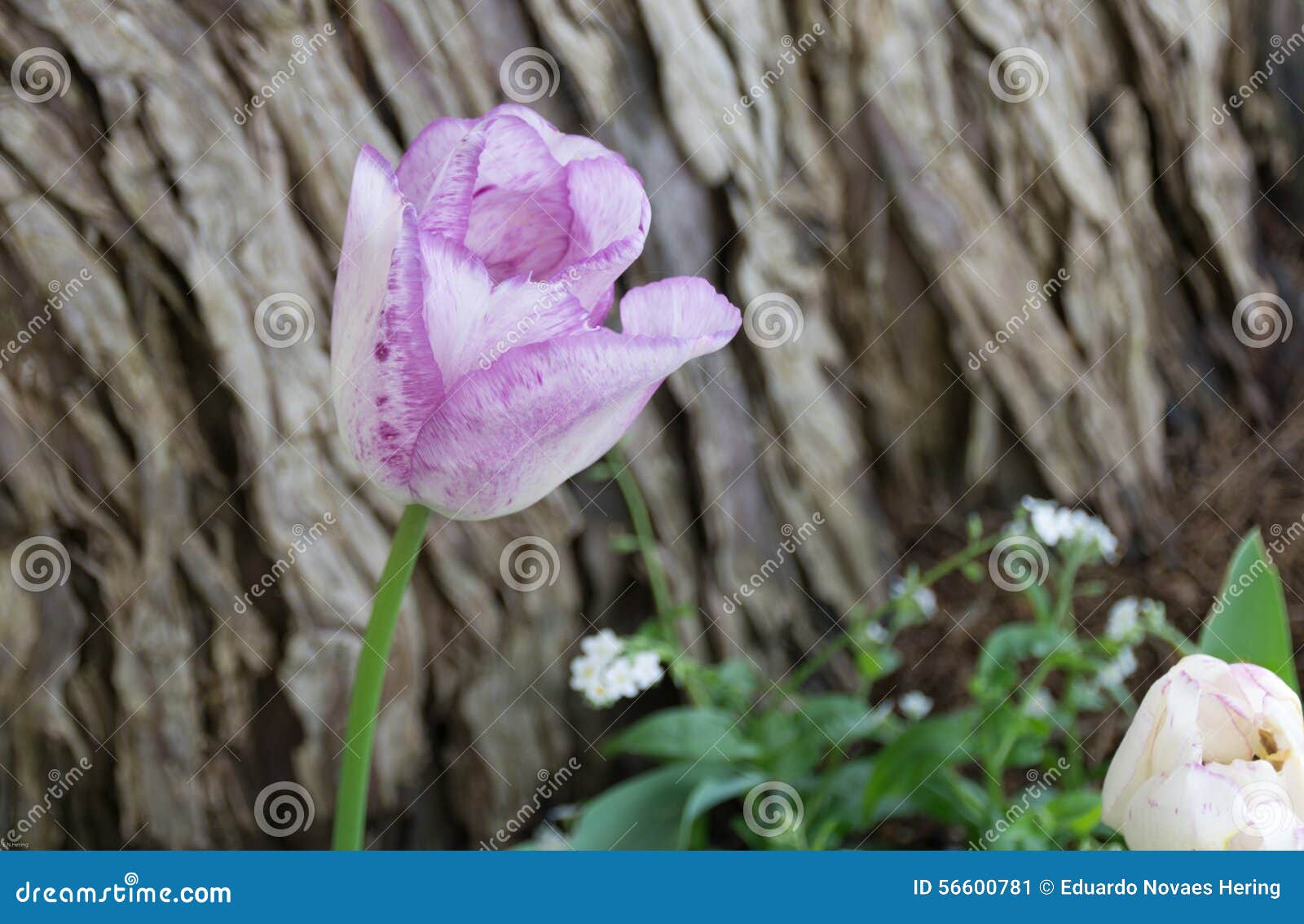 Purple and white rose stock image. Image of tree, plant - 56600781