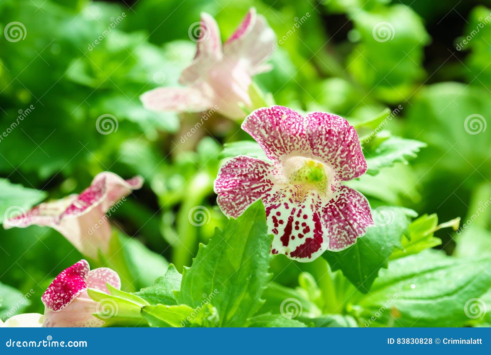 Purple White Spotted Mimulus Monkey Flower in Garden Stock Photo ...