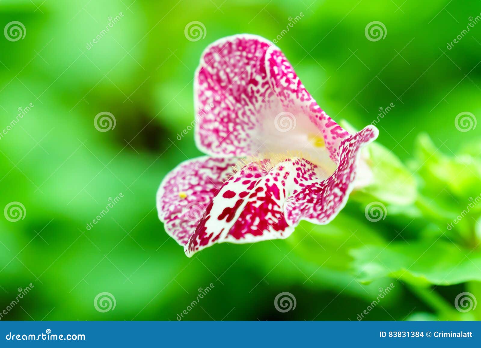 Purple White Spotted Mimulus Monkey Flower in Garden Stock Photo ...