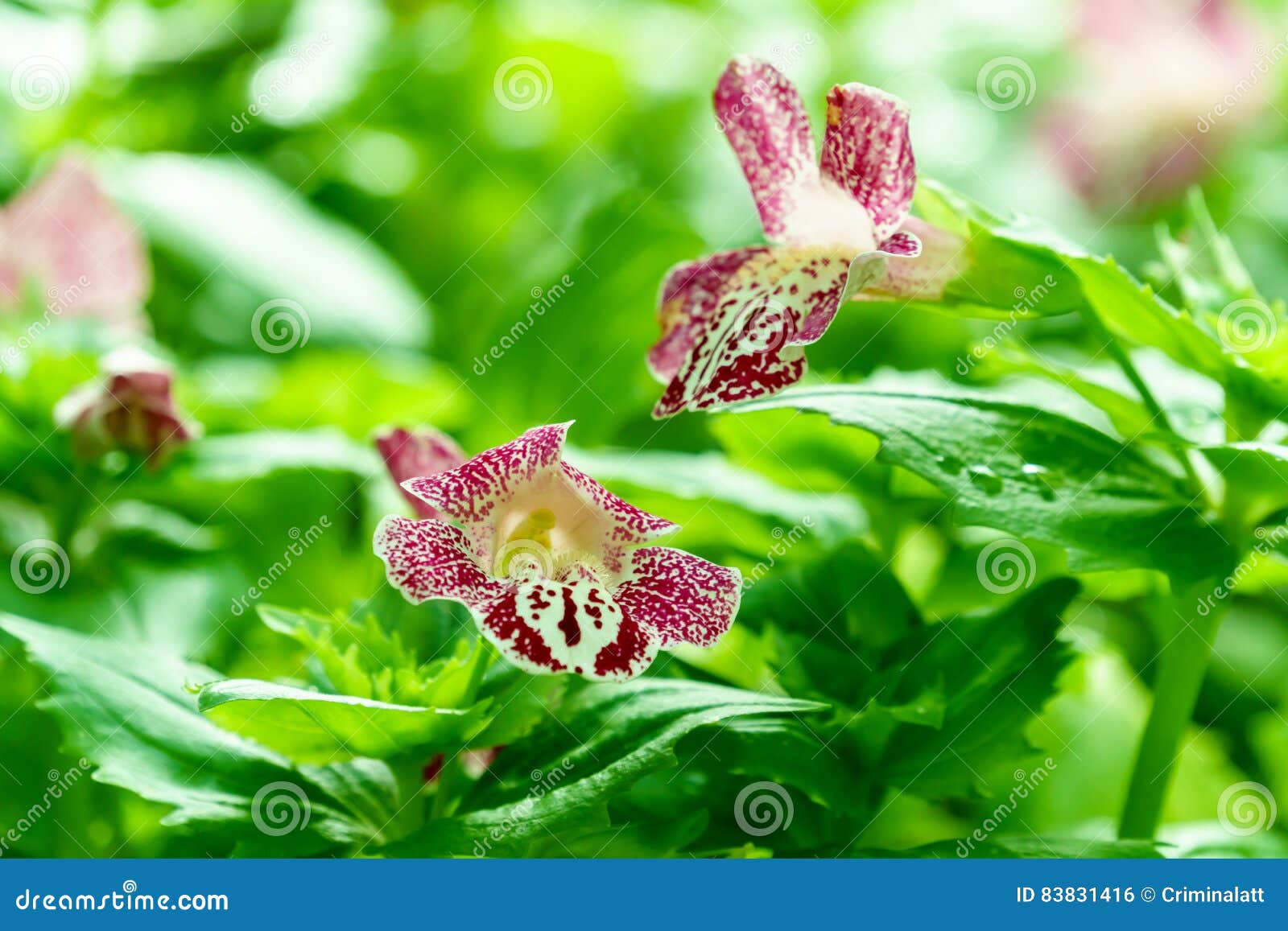 Purple White Spotted Mimulus Monkey Flower in Garden Stock Photo ...