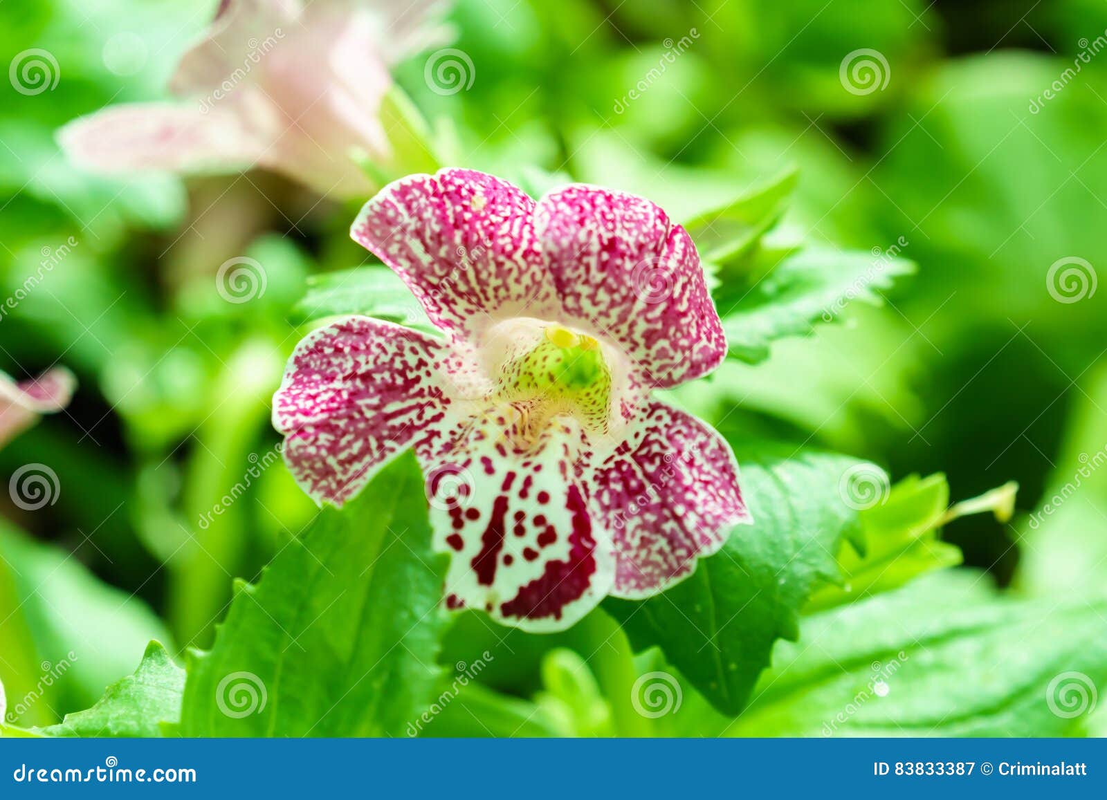 Purple White Spotted Mimulus Monkey Flower in Garden Stock Image ...